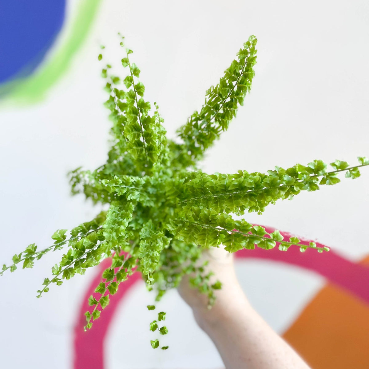 Boston Fern - Nephrolepis exaltata 'Green Fantasy' – Sprouts of Bristol