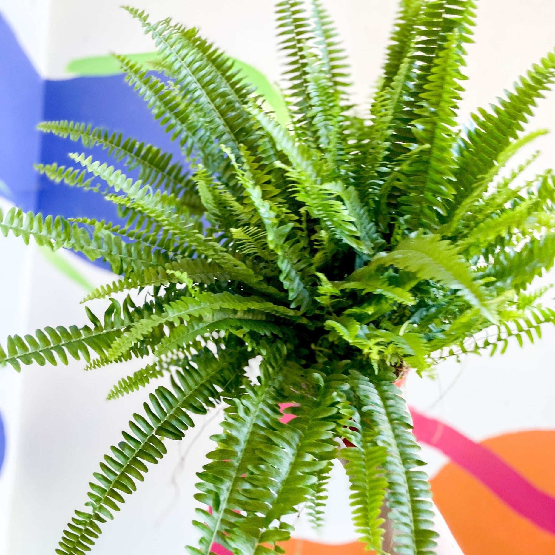 Nephrolepis exaltata 'Green Lady' - Boston Fern – Sprouts of Bristol