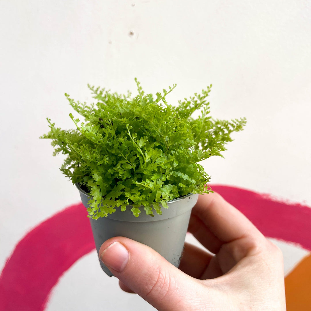 Nephrolepis exaltata 'Cotton Candy' - Boston Fern – Sprouts of Bristol