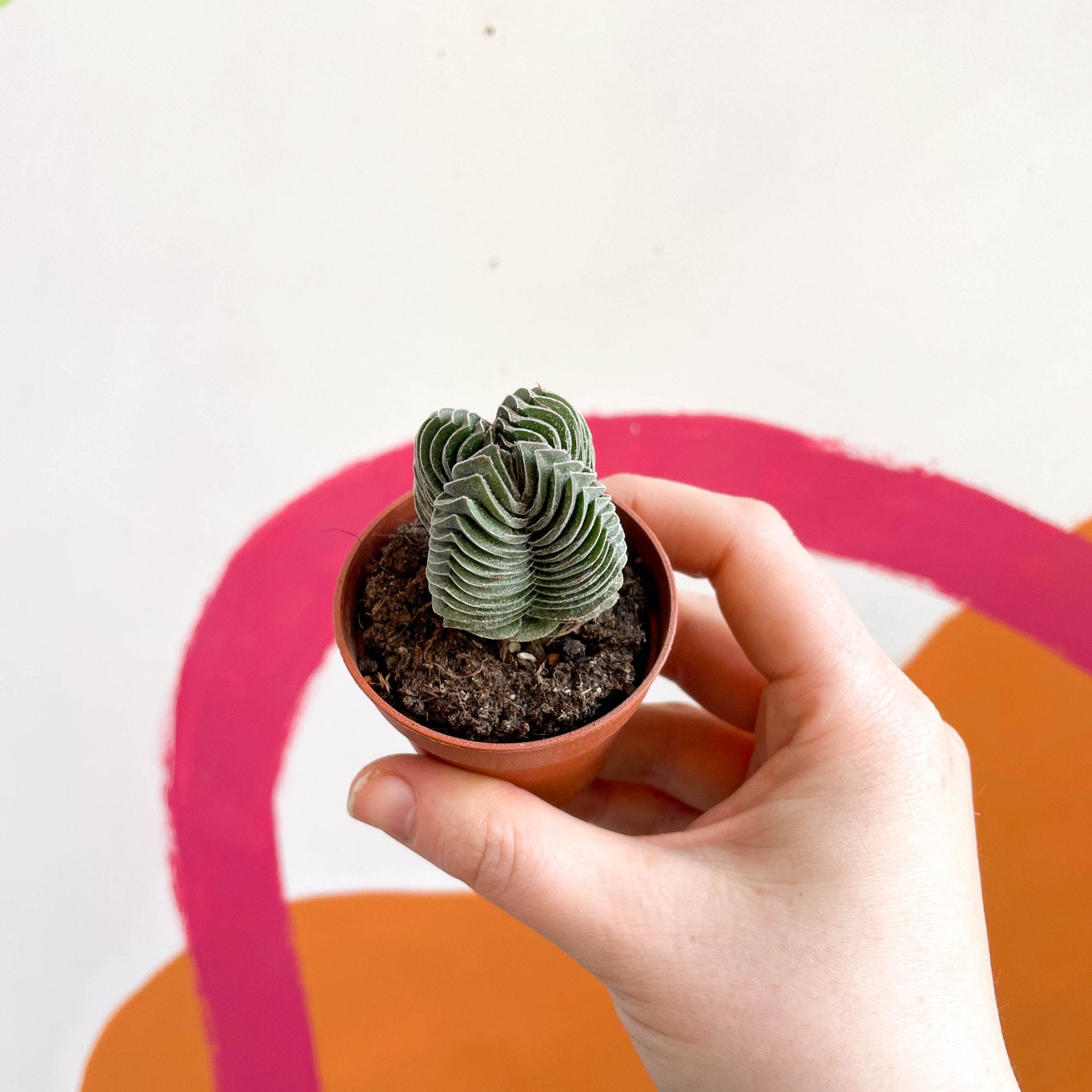 Buddha's Temple - Crassula pyramidalis compacta – Sprouts of Bristol