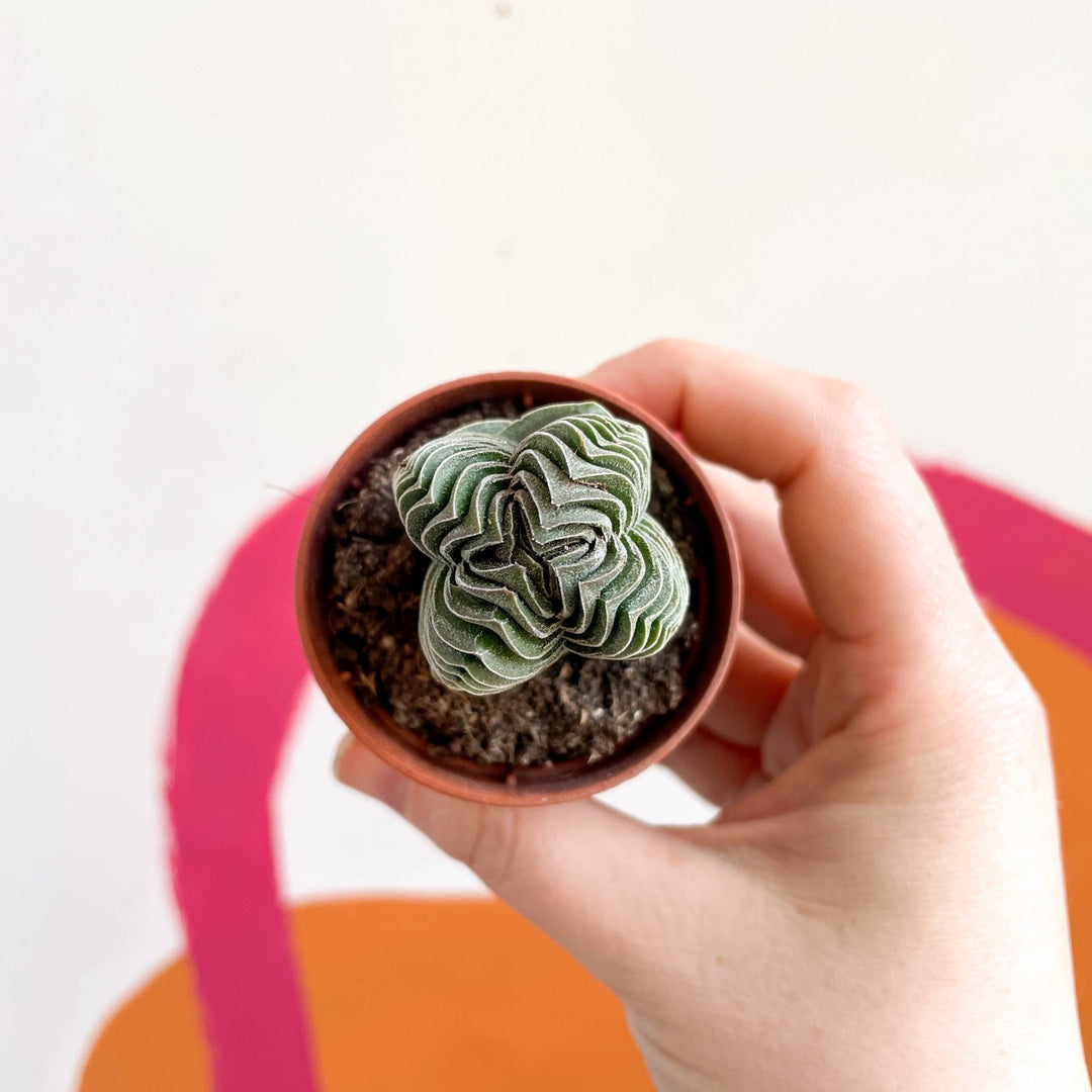 Buddha's Temple - Crassula pyramidalis compacta – Sprouts of Bristol