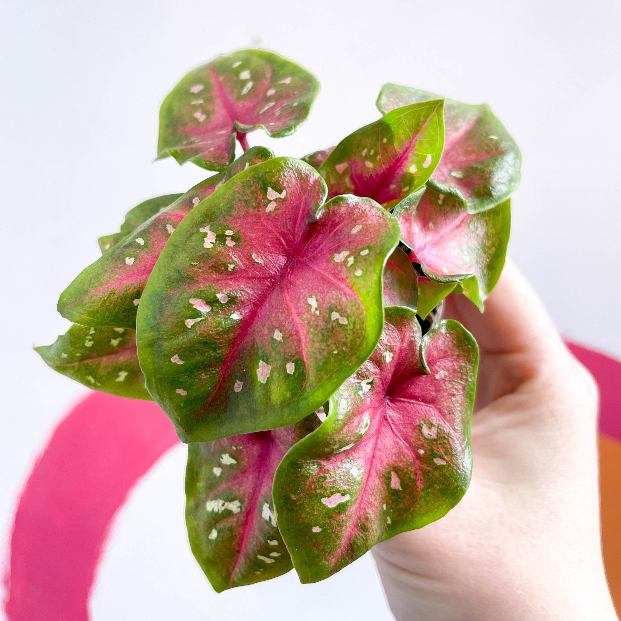 Caladium 'Casey' – Sprouts of Bristol