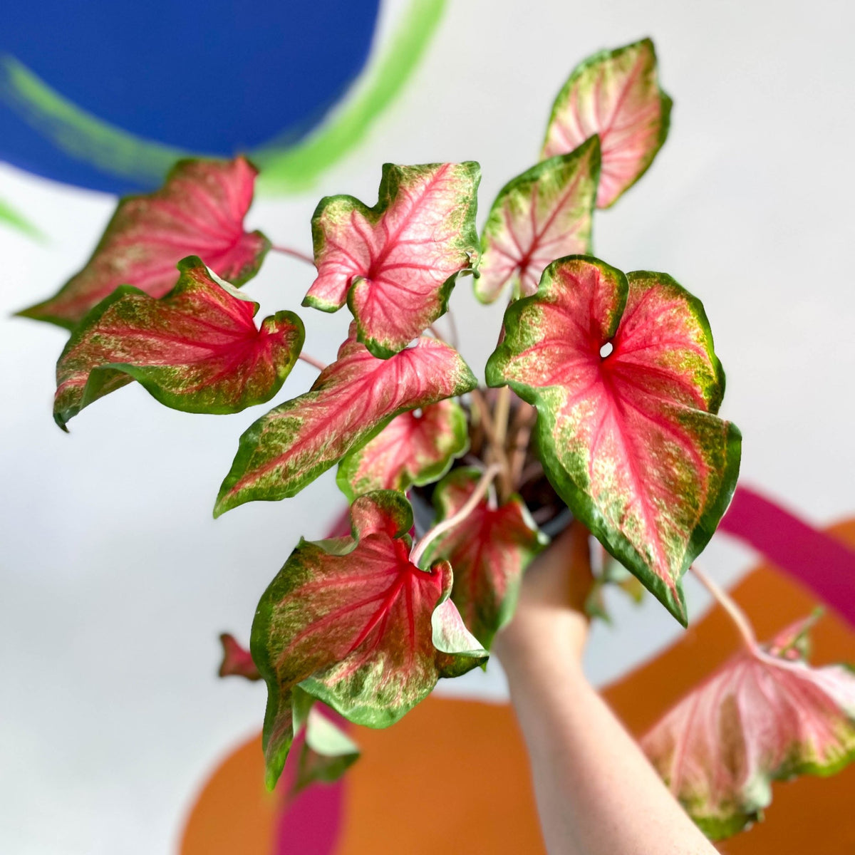Caladium 'Chinook' – Sprouts of Bristol