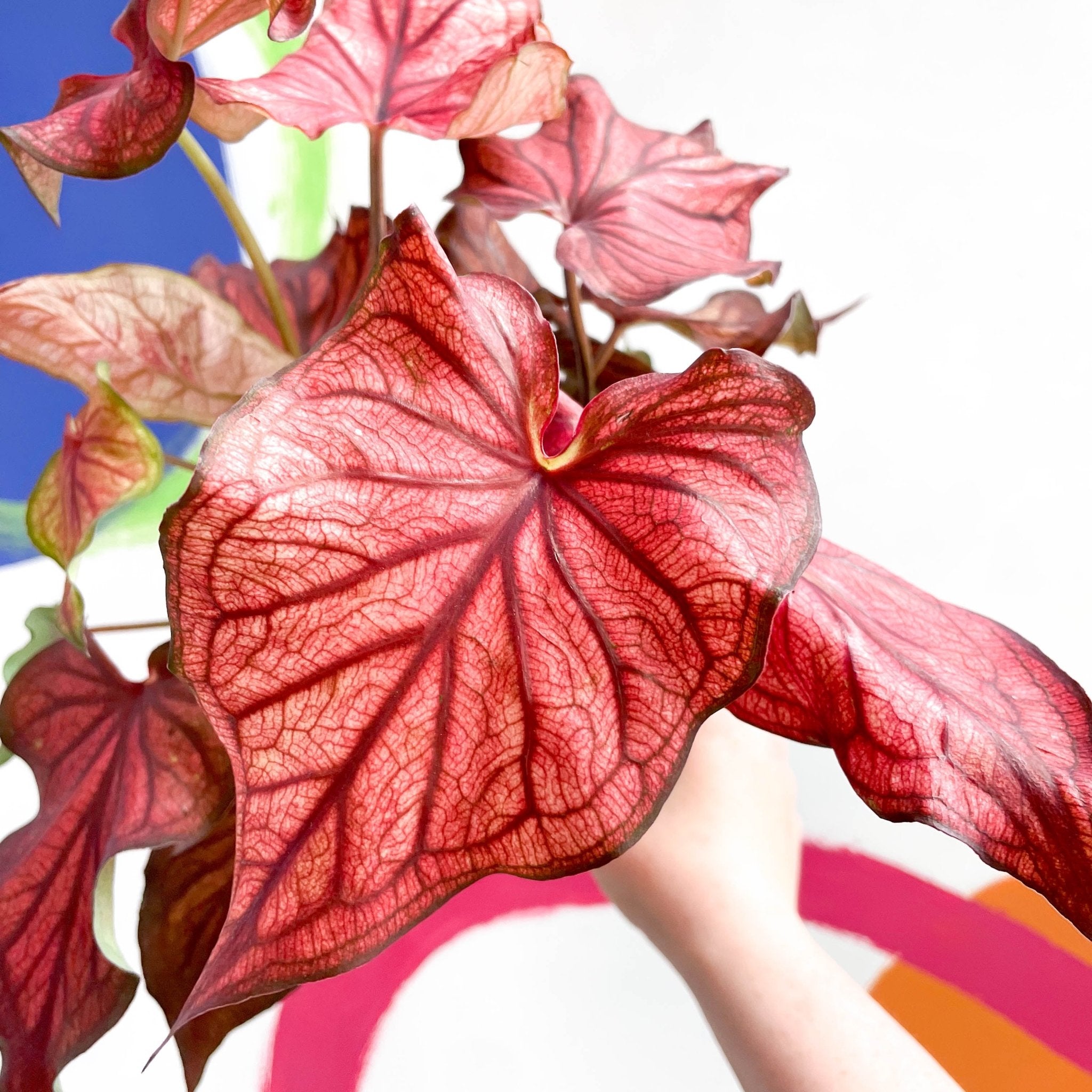 Caladium 'Desert Sunset' – Sprouts of Bristol