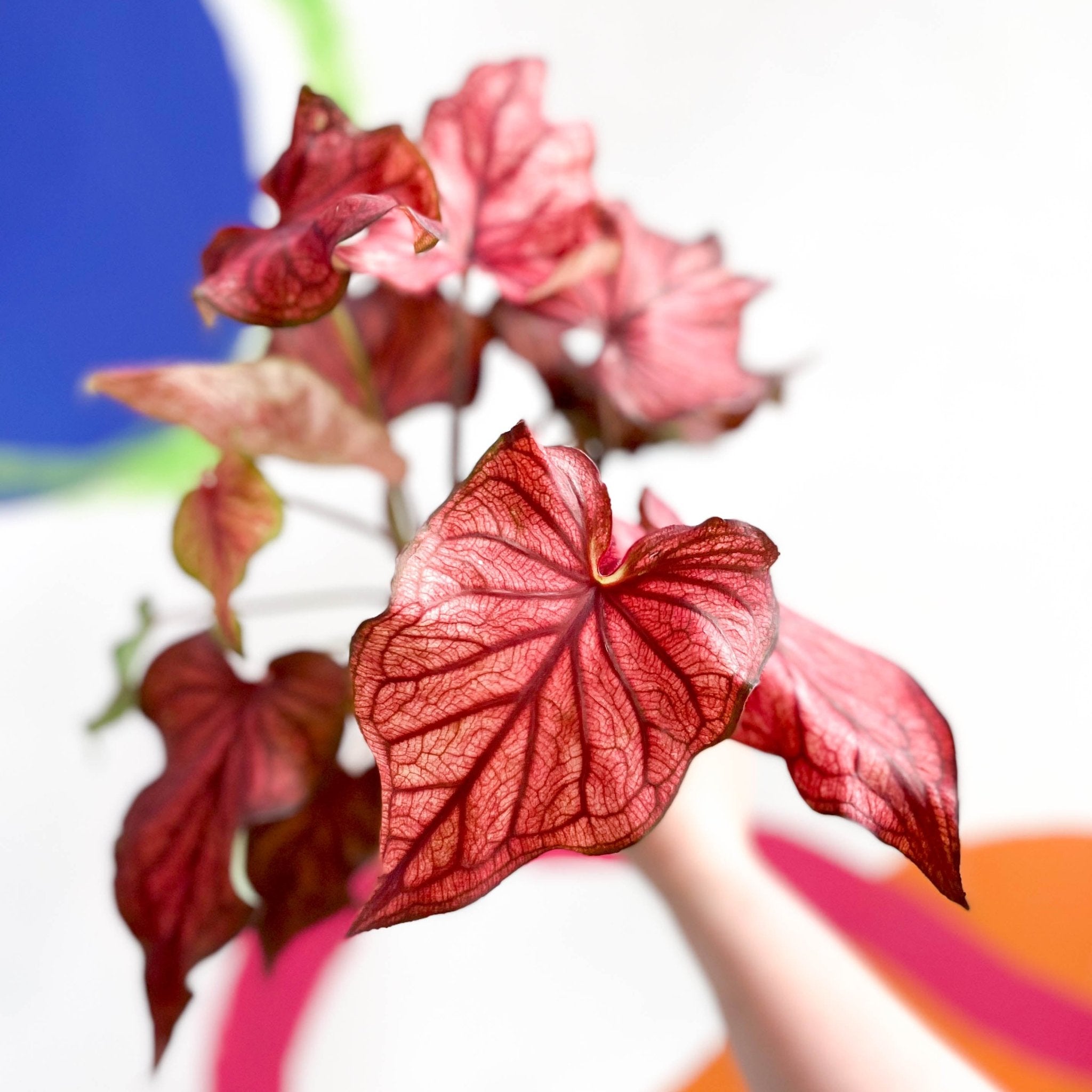 Caladium 'Desert Sunset' – Sprouts of Bristol