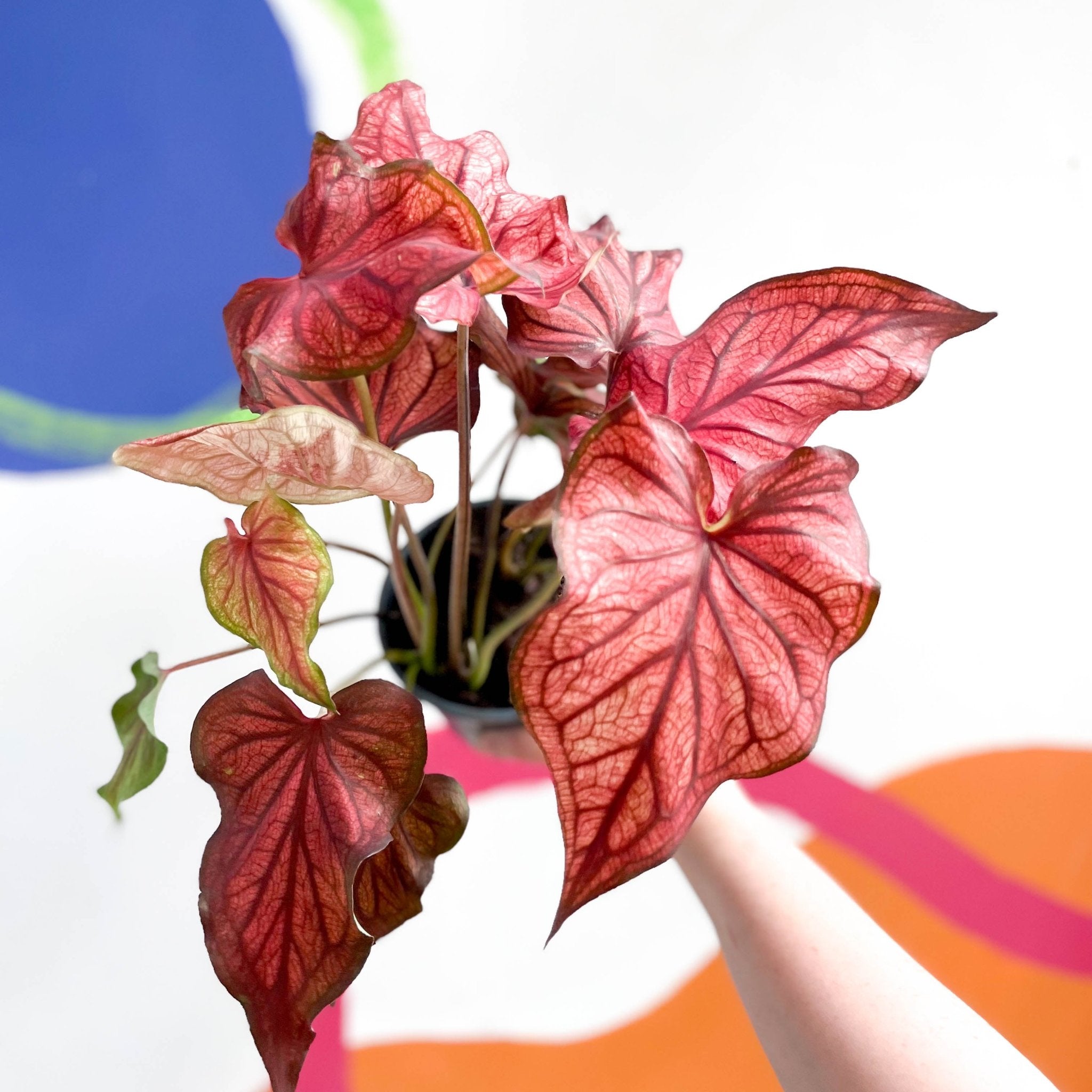 Caladium 'Desert Sunset' – Sprouts of Bristol