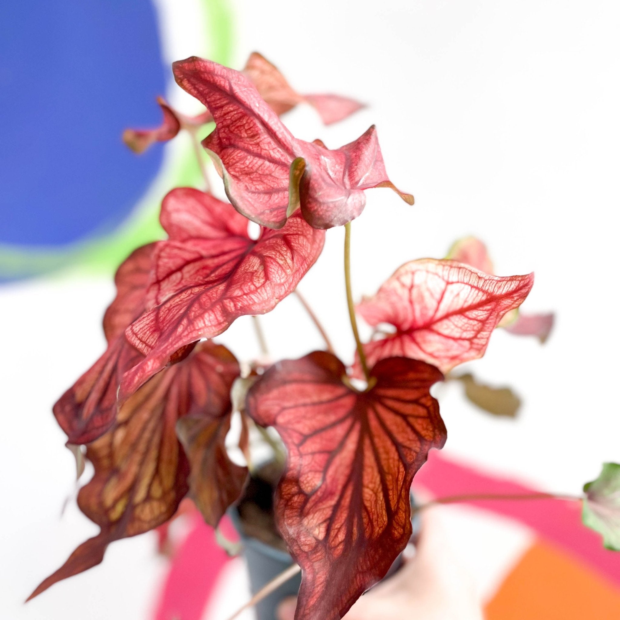 Caladium 'Desert Sunset' – Sprouts of Bristol