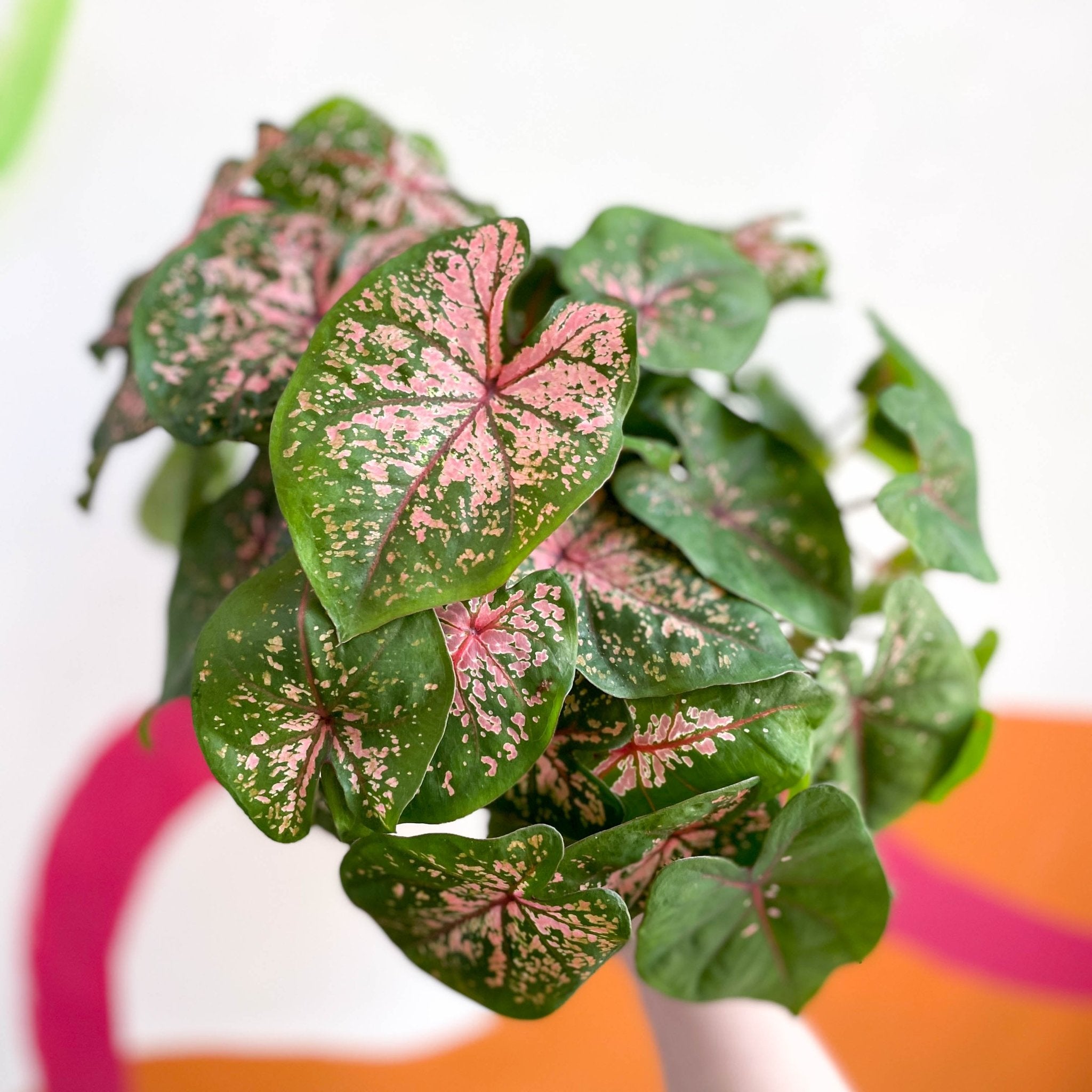 Caladium 'Pink Beauty' – Sprouts of Bristol