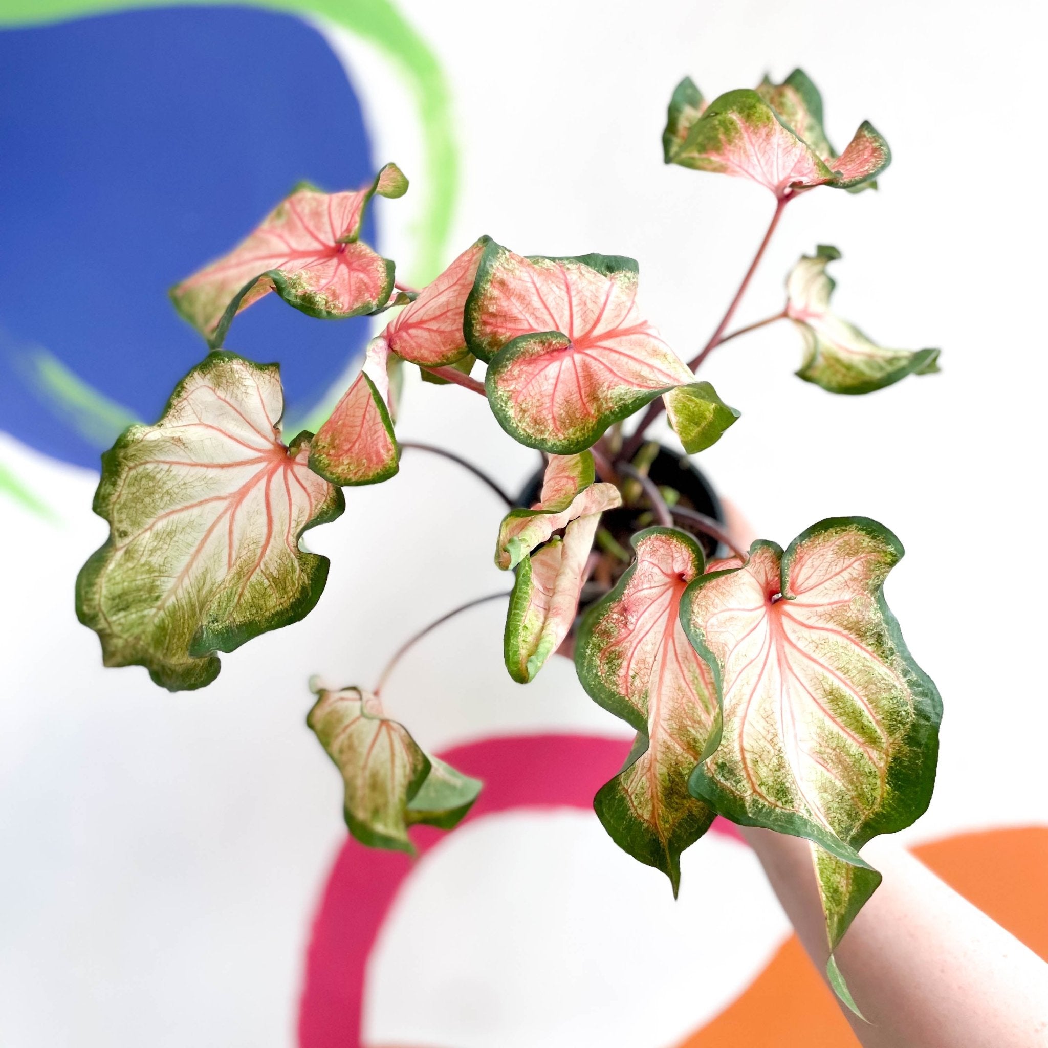 Caladium 'Roze' – Sprouts of Bristol