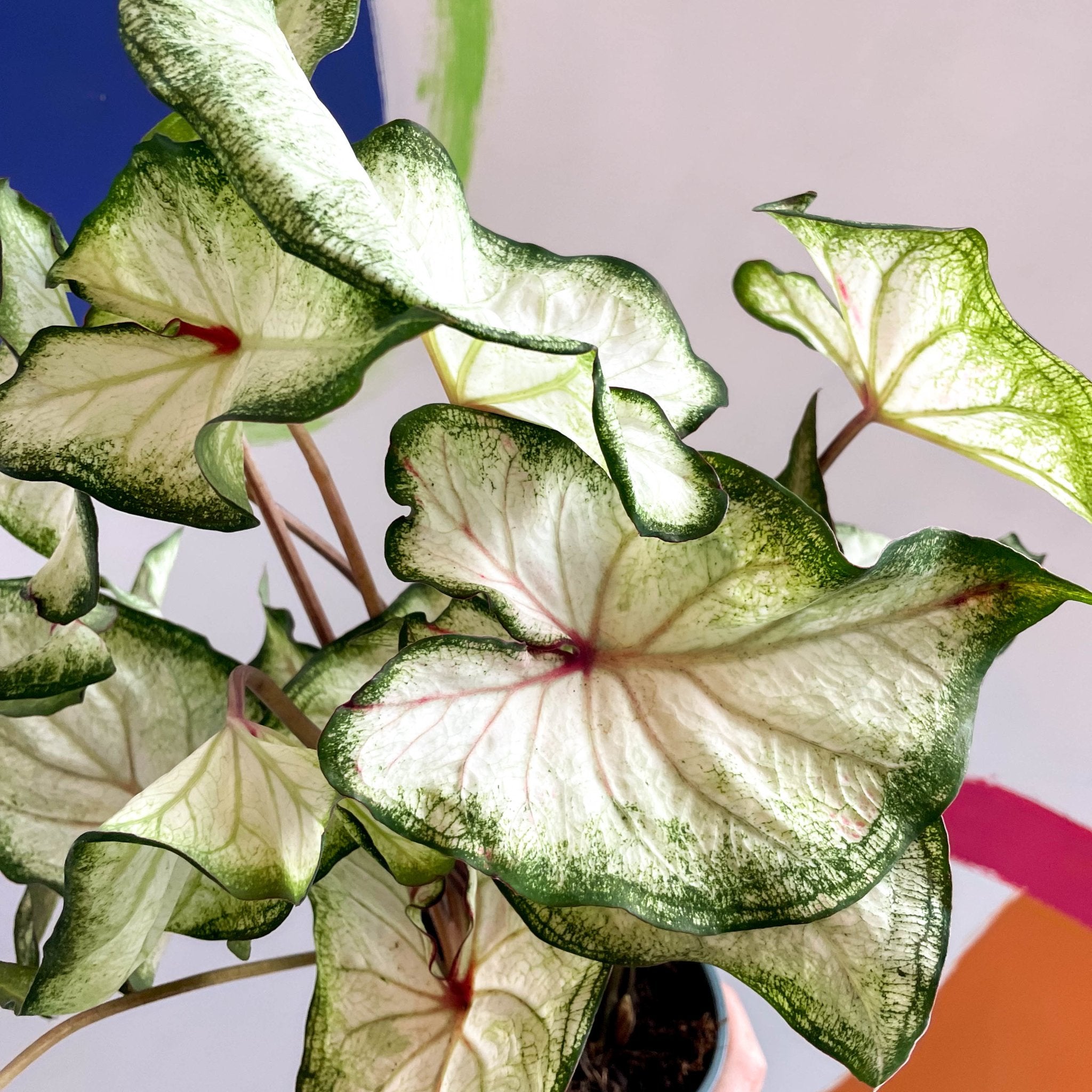 Caladium 'White Star' – Sprouts of Bristol