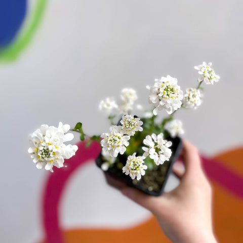 Candytuft - Iberis sempervirens ‘Snowdrift’ - British Grown Evergreen ...