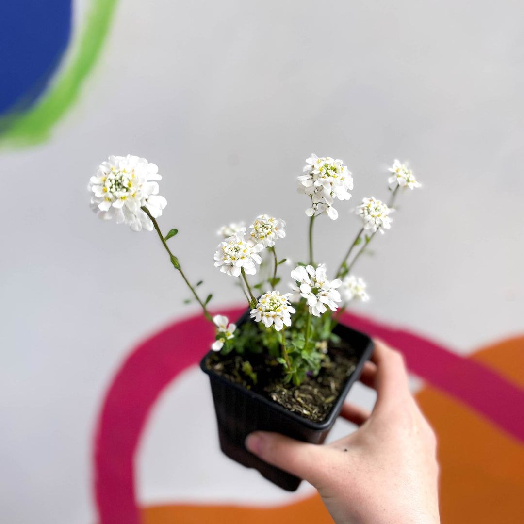 Candytuft - Iberis sempervirens ‘Snowdrift’ - British Grown Evergreen ...