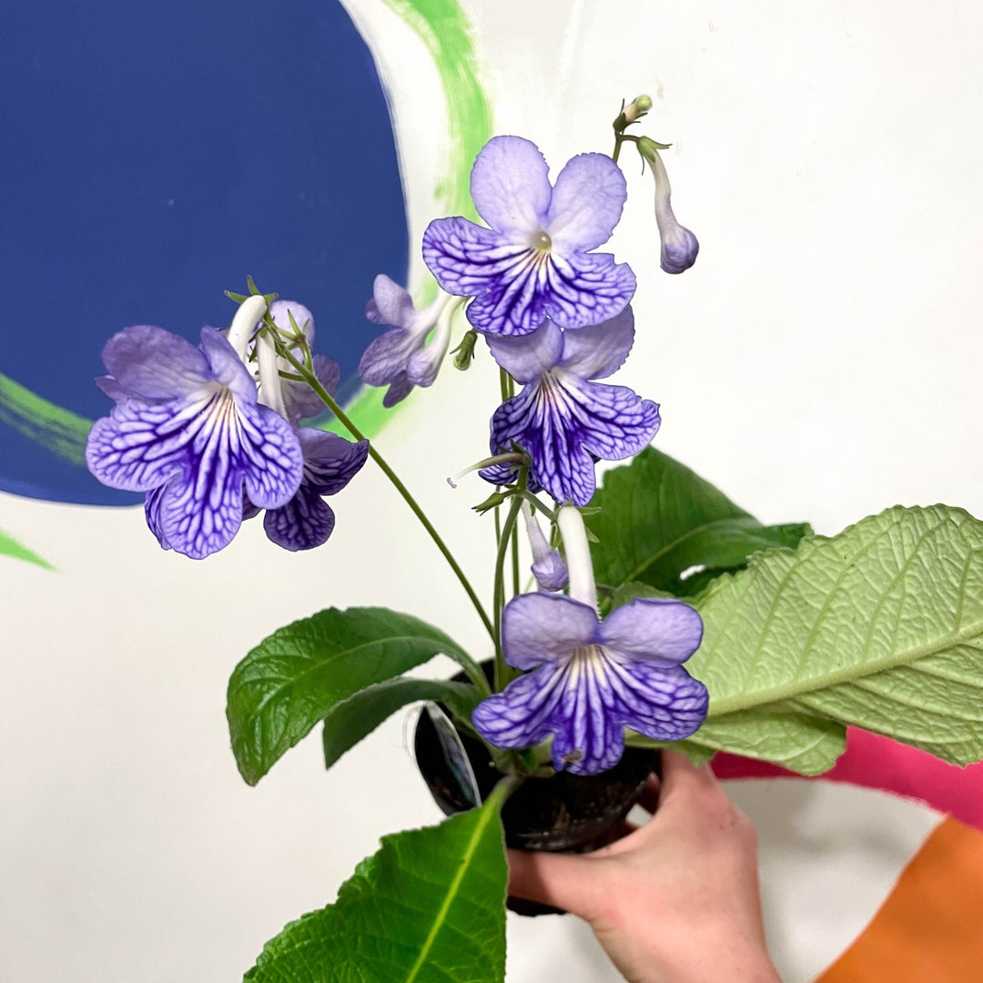 Streptocarpus ionantha 'Bethan' - Welsh Grown – Sprouts of Bristol