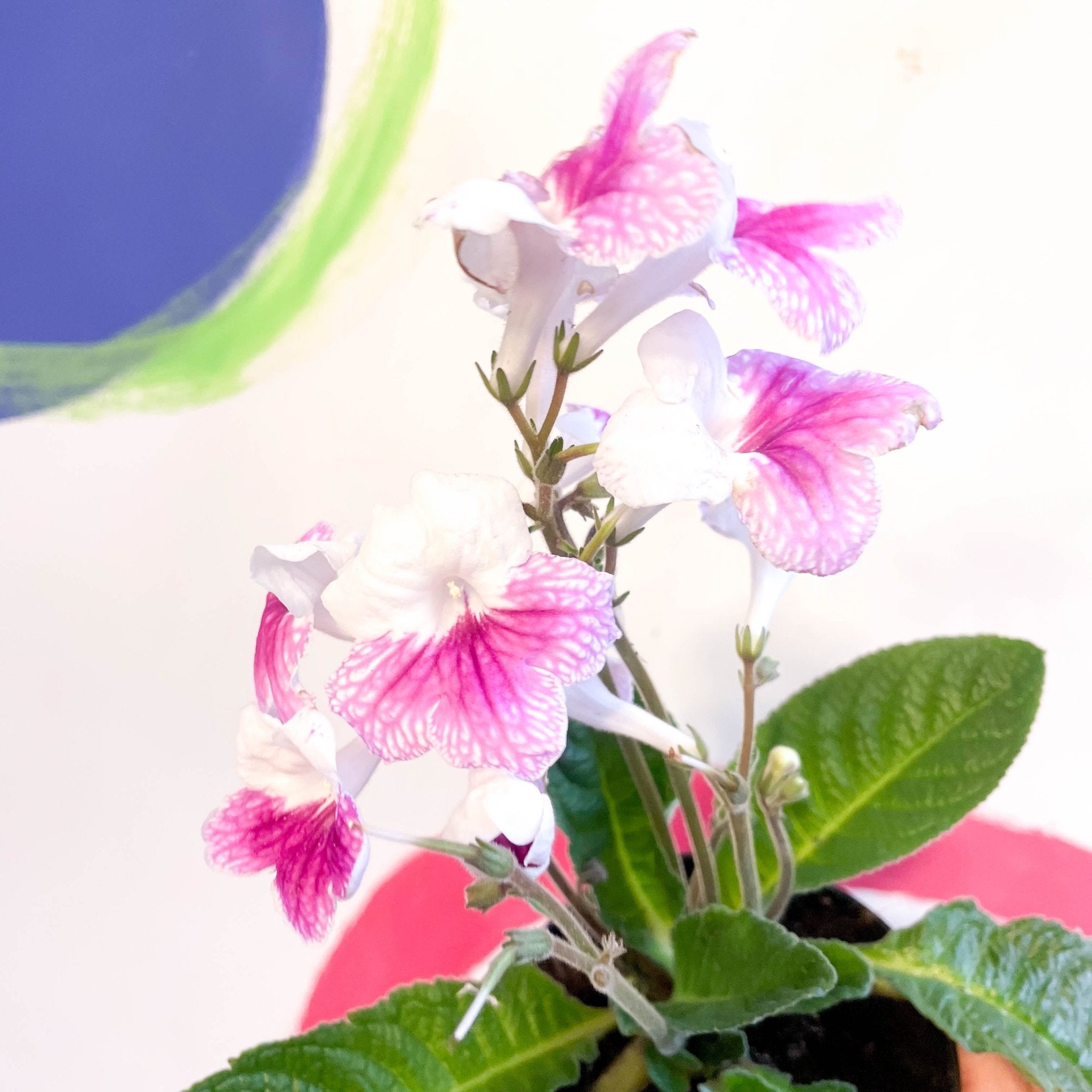 Streptocarpus ionantha 'Pink Leyla' - Welsh Grown – Sprouts of Bristol