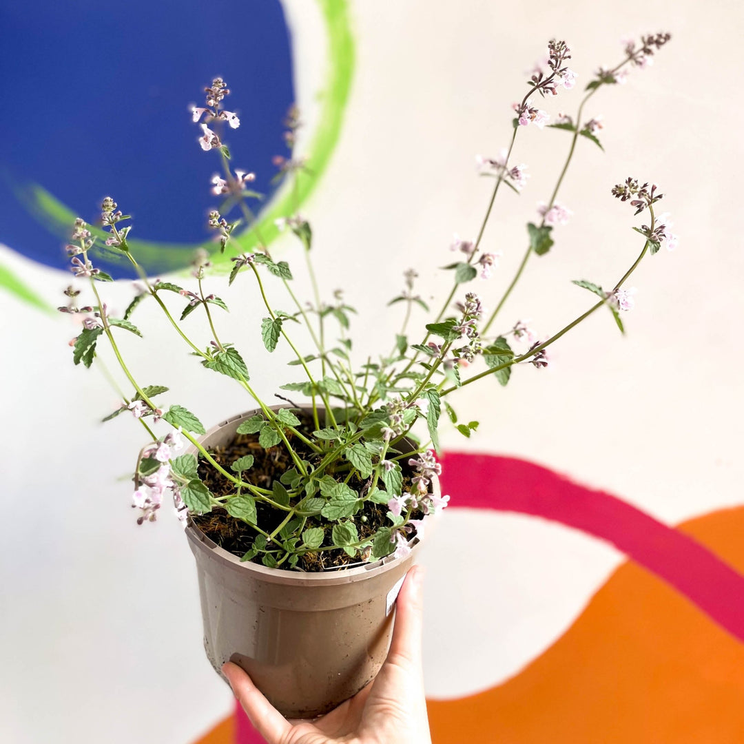 Cat Mint - Nepeta racemosa 'Amelia' - Cotswold Grown Perennial ...