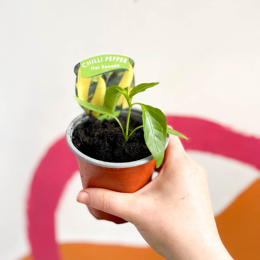 Chilli Pepper - Capsicum annuum 'Hot Banana' - British Grown – Sprouts ...