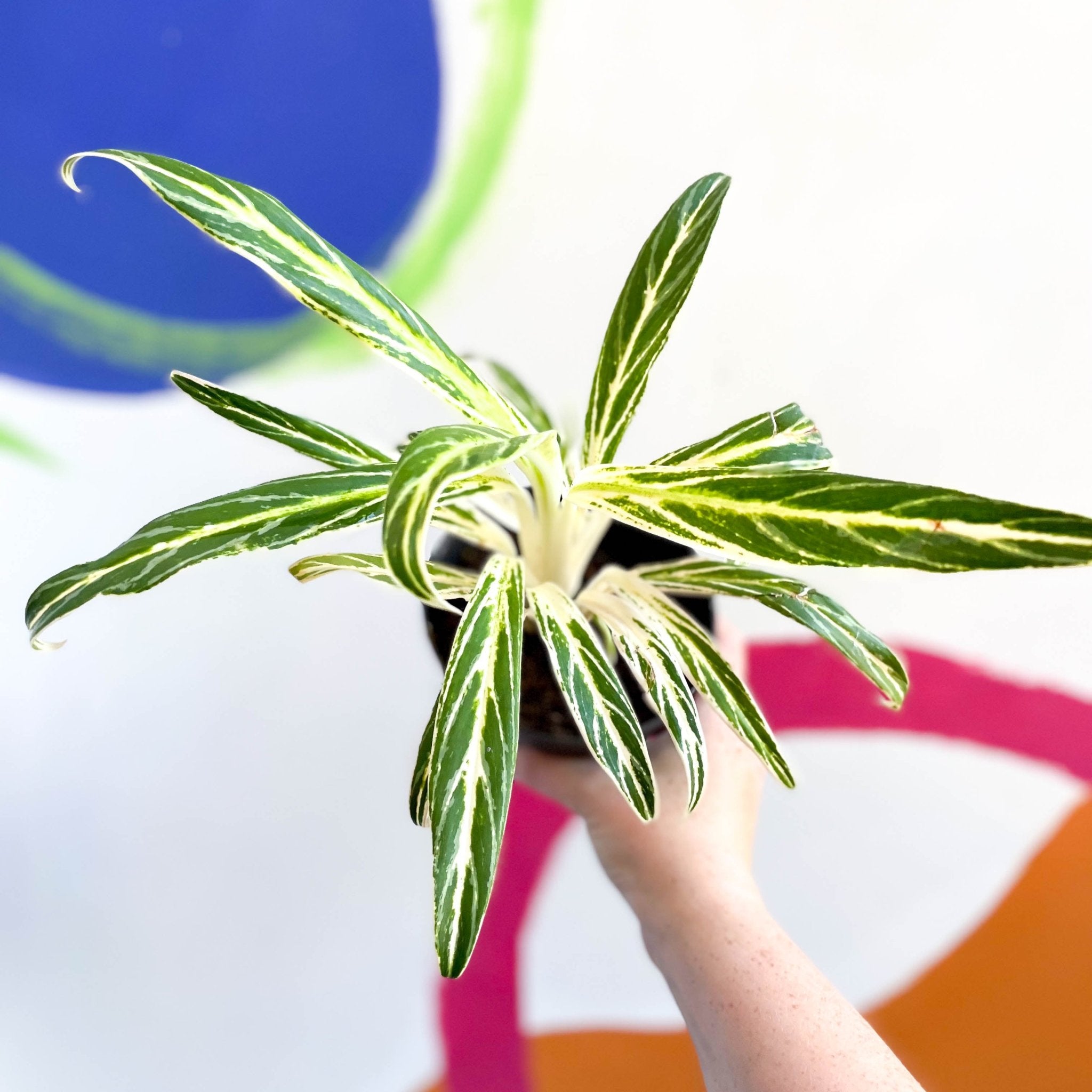 Chinese Evergreen - Aglaonema commutatum 'Zebra Feathers' – Sprouts of ...