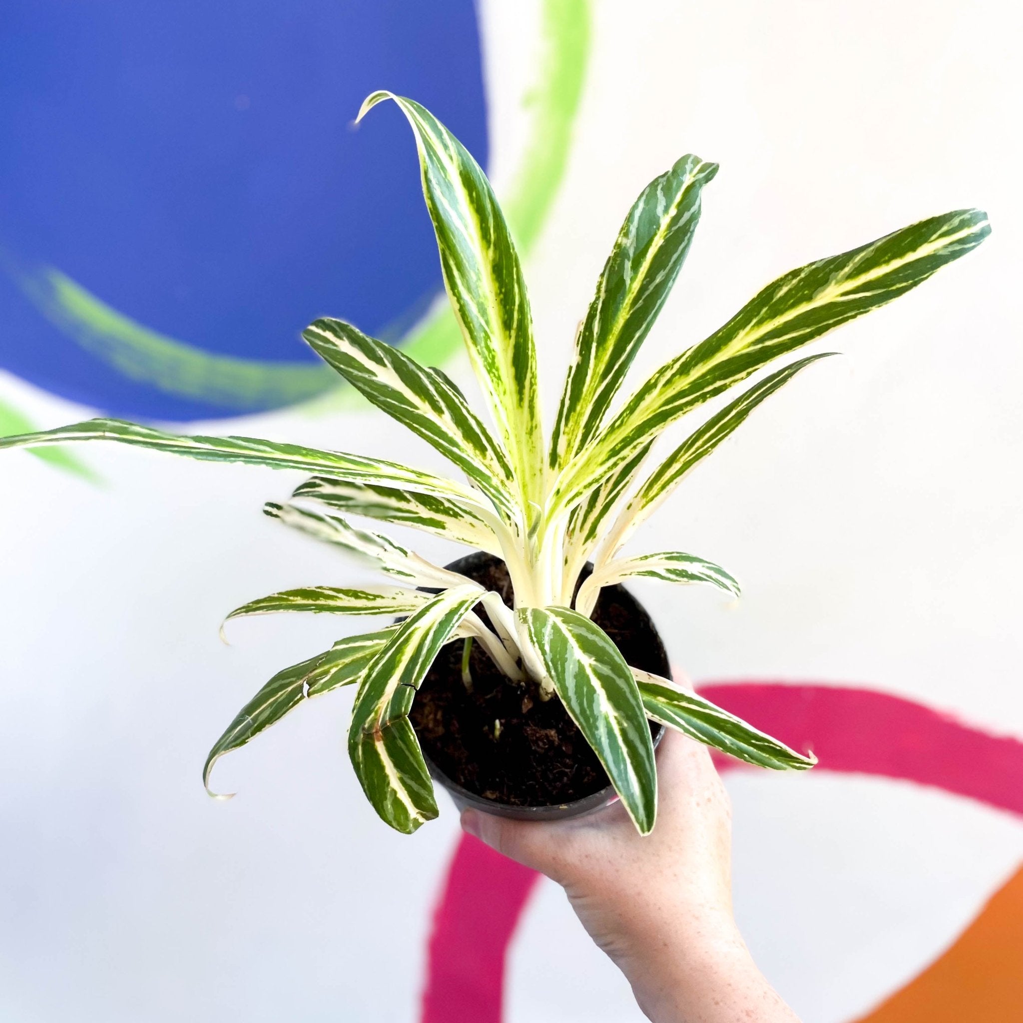 Aglaonema commutatum 'Zebra Feathers' - Chinese Evergreen – Sprouts of ...