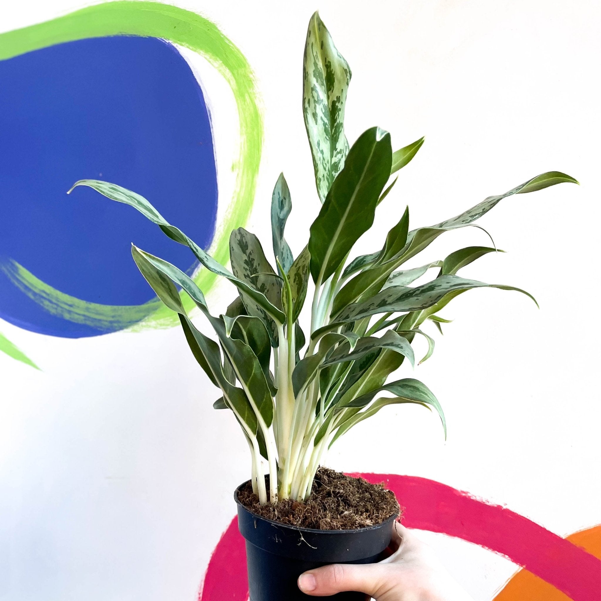 Chinese Evergreen - Aglaonema ‘Cutlass’ – Sprouts of Bristol