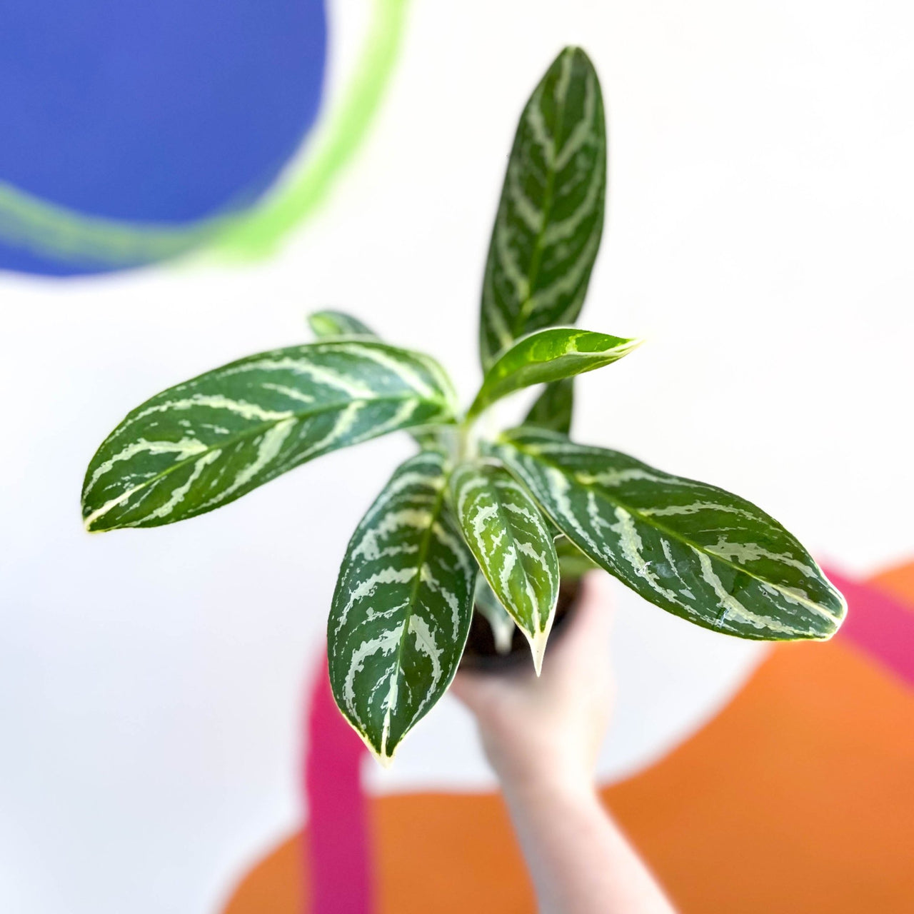 Aglaonema 'Ivy Green' - Chinese Evergreen – Sprouts of Bristol