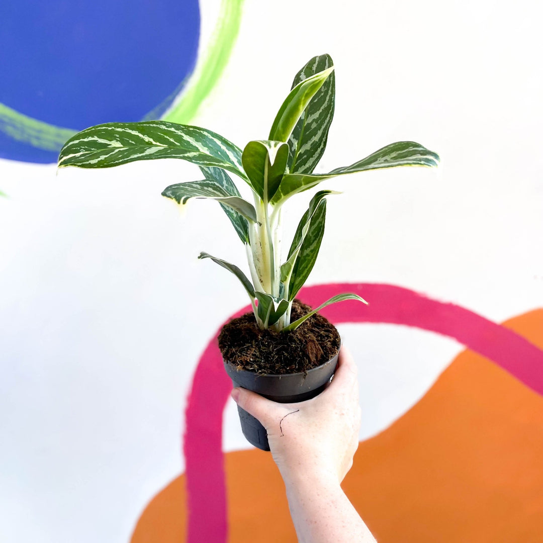 Aglaonema 'Ivy Green' - Chinese Evergreen – Sprouts of Bristol