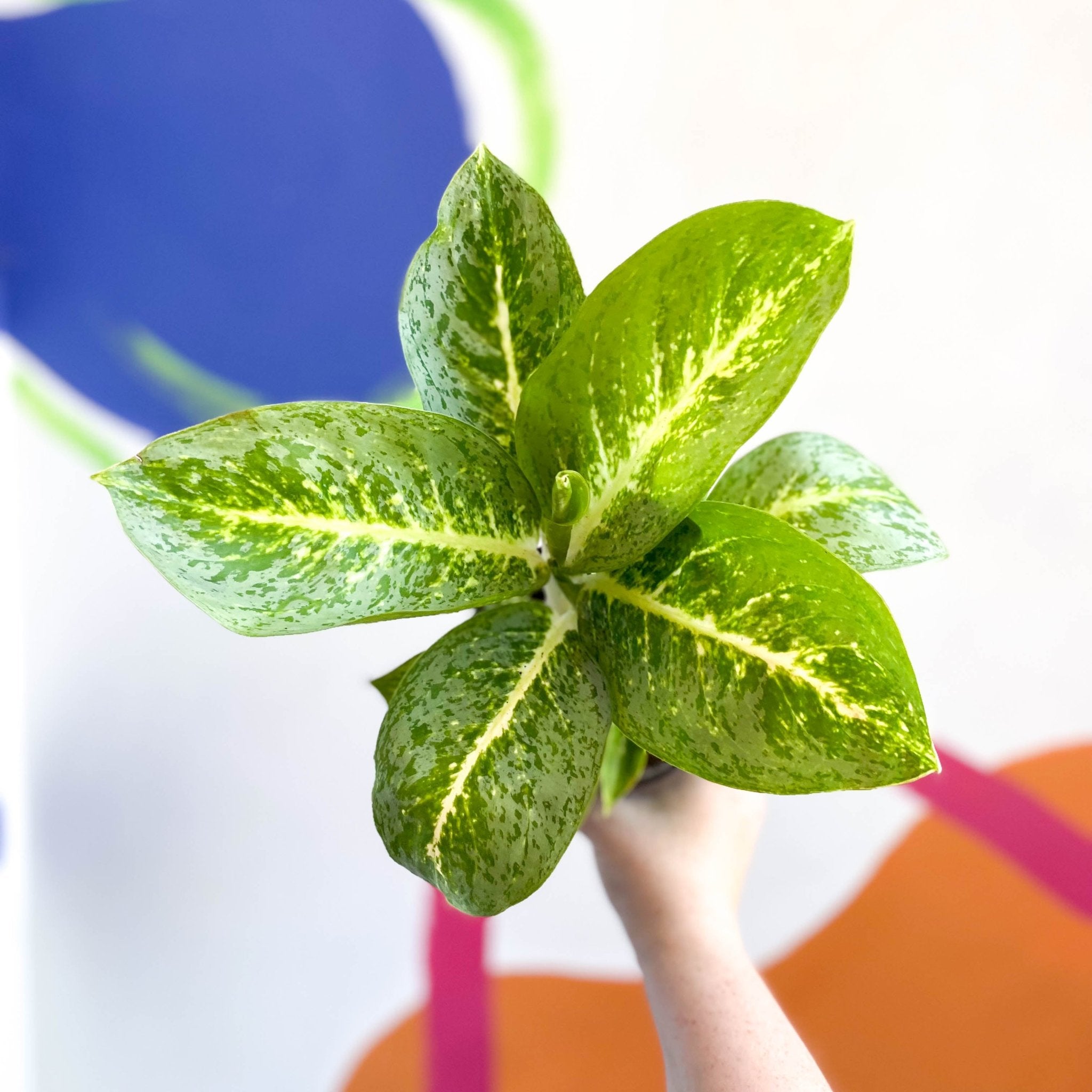 Chinese Evergreen - Aglaonema ‘Lemon Mint' – Sprouts of Bristol