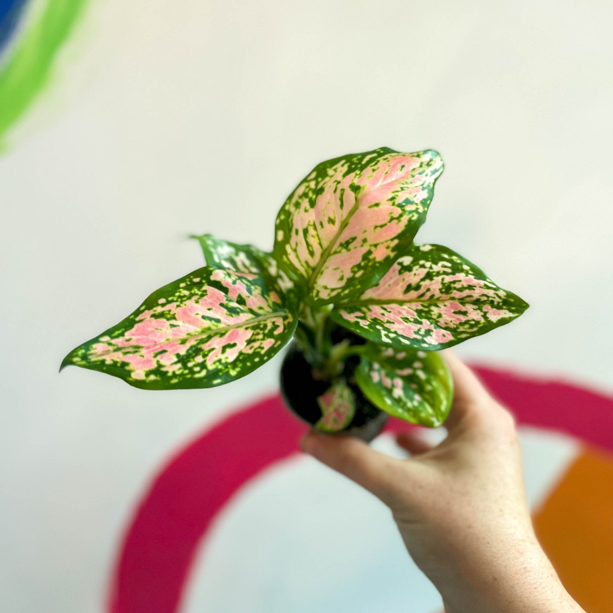 Aglaonema 'Red Valentine' - Chinese Evergreen – Sprouts of Bristol