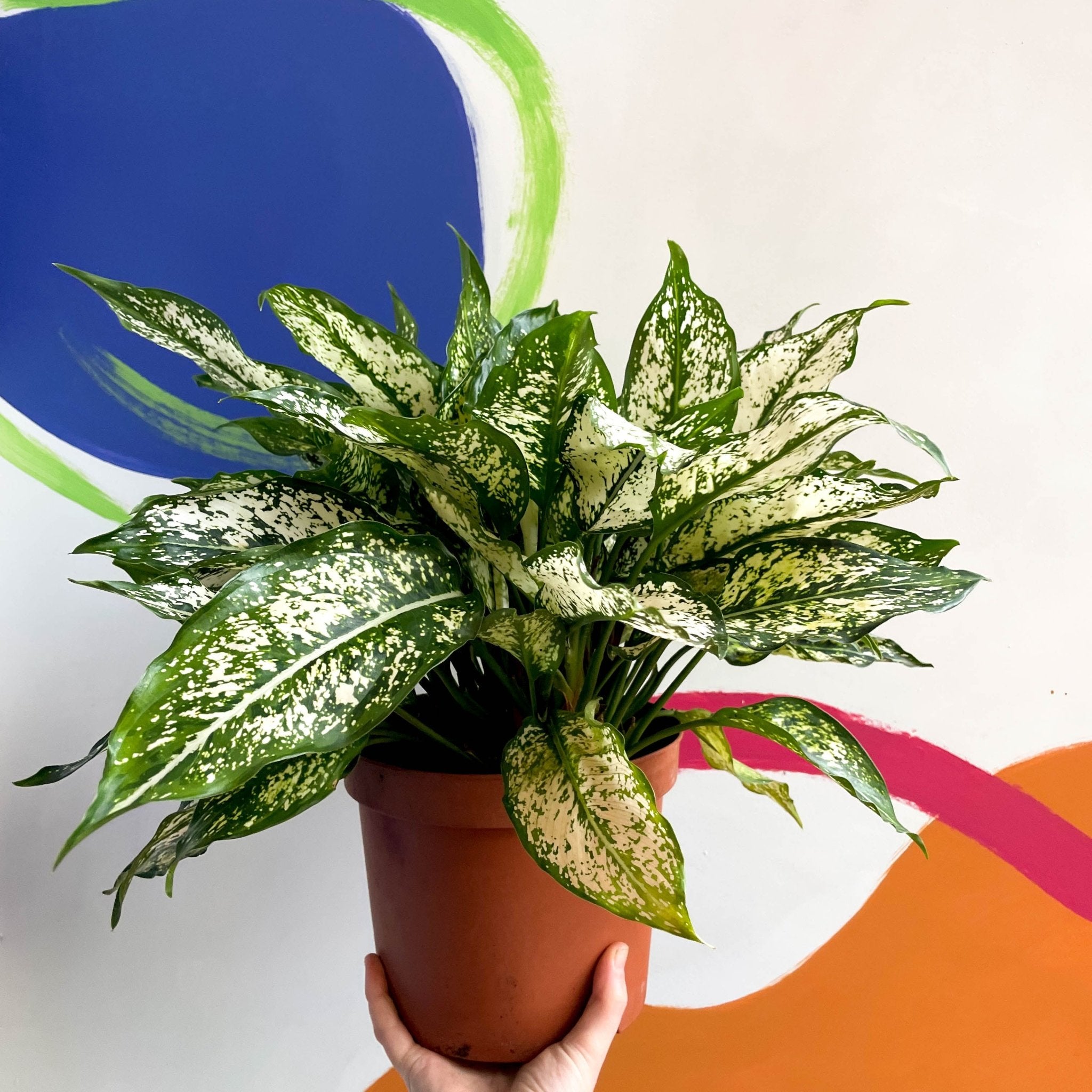 Chinese Evergreen - Aglaonema 'Spring Snow' - British Grown – Sprouts ...