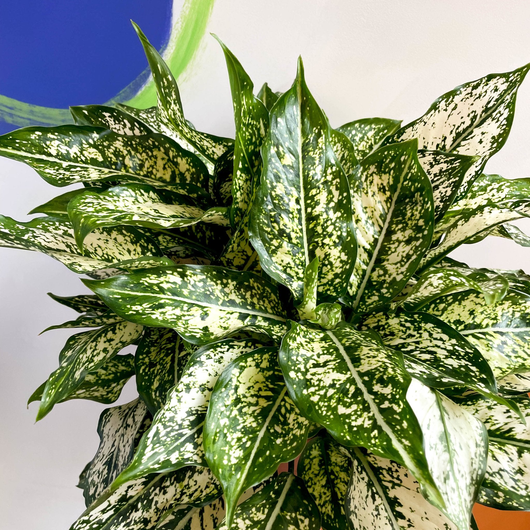 Chinese Evergreen - Aglaonema 'Spring Snow' - British Grown – Sprouts ...
