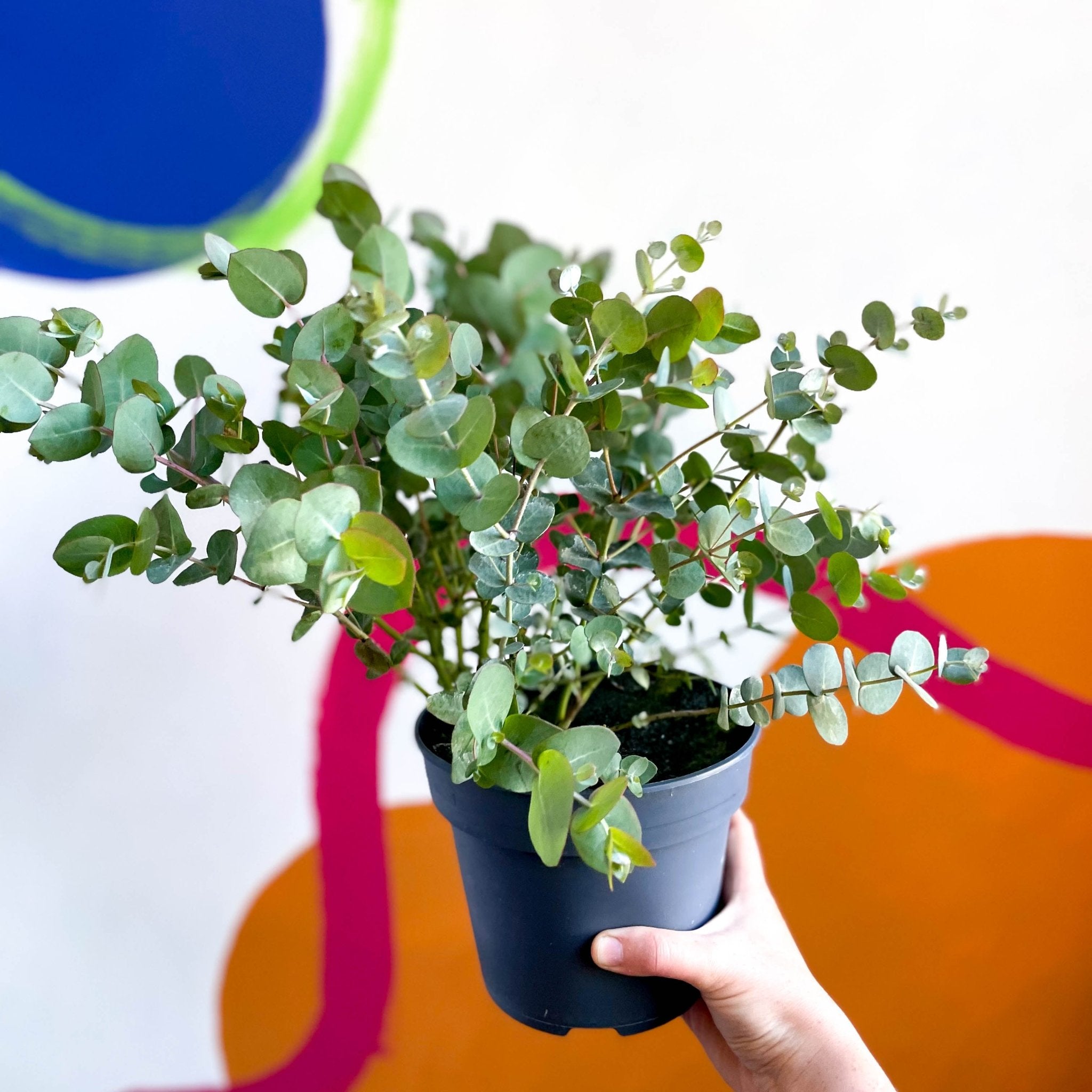 Cider Gum Tree - Eucalyptus gunnii 'Blue Ice' – Sprouts of Bristol