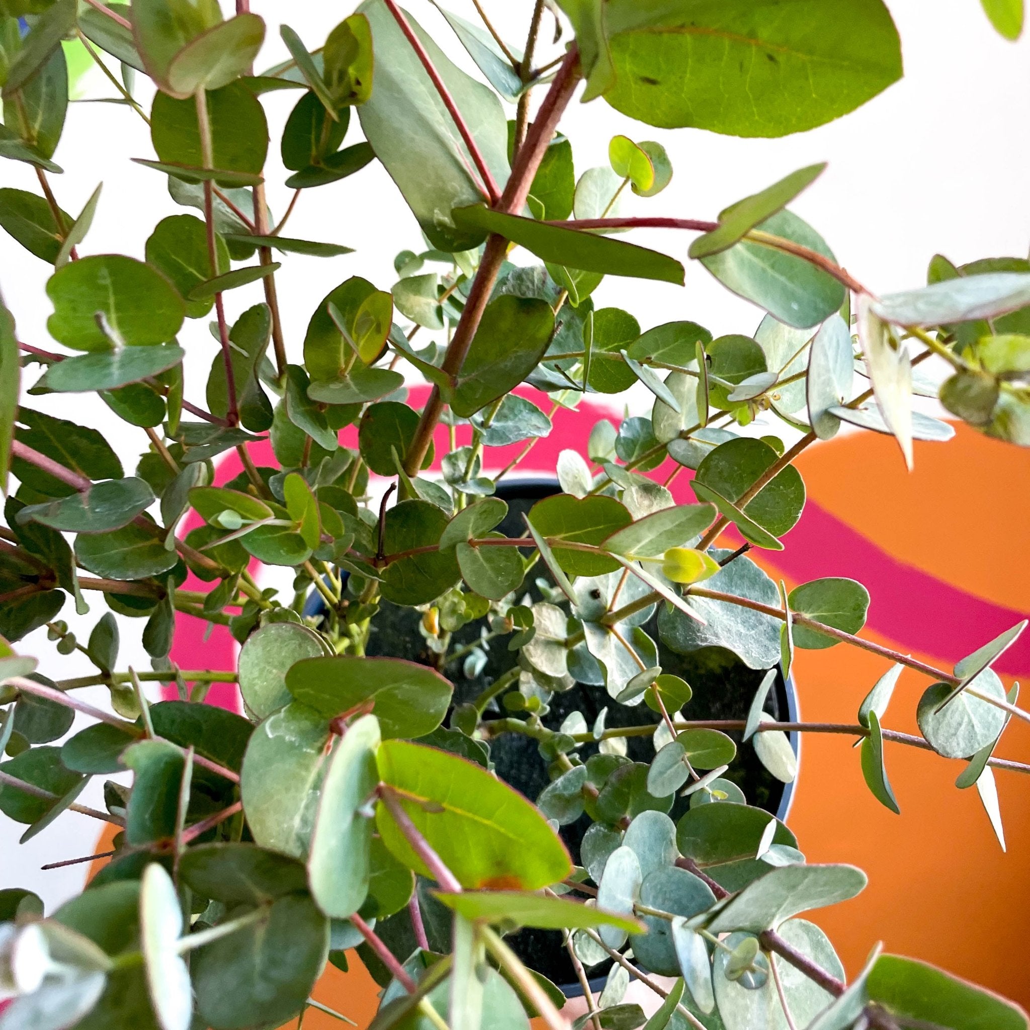 Cider Gum Tree - Eucalyptus gunnii 'Blue Ice' – Sprouts of Bristol