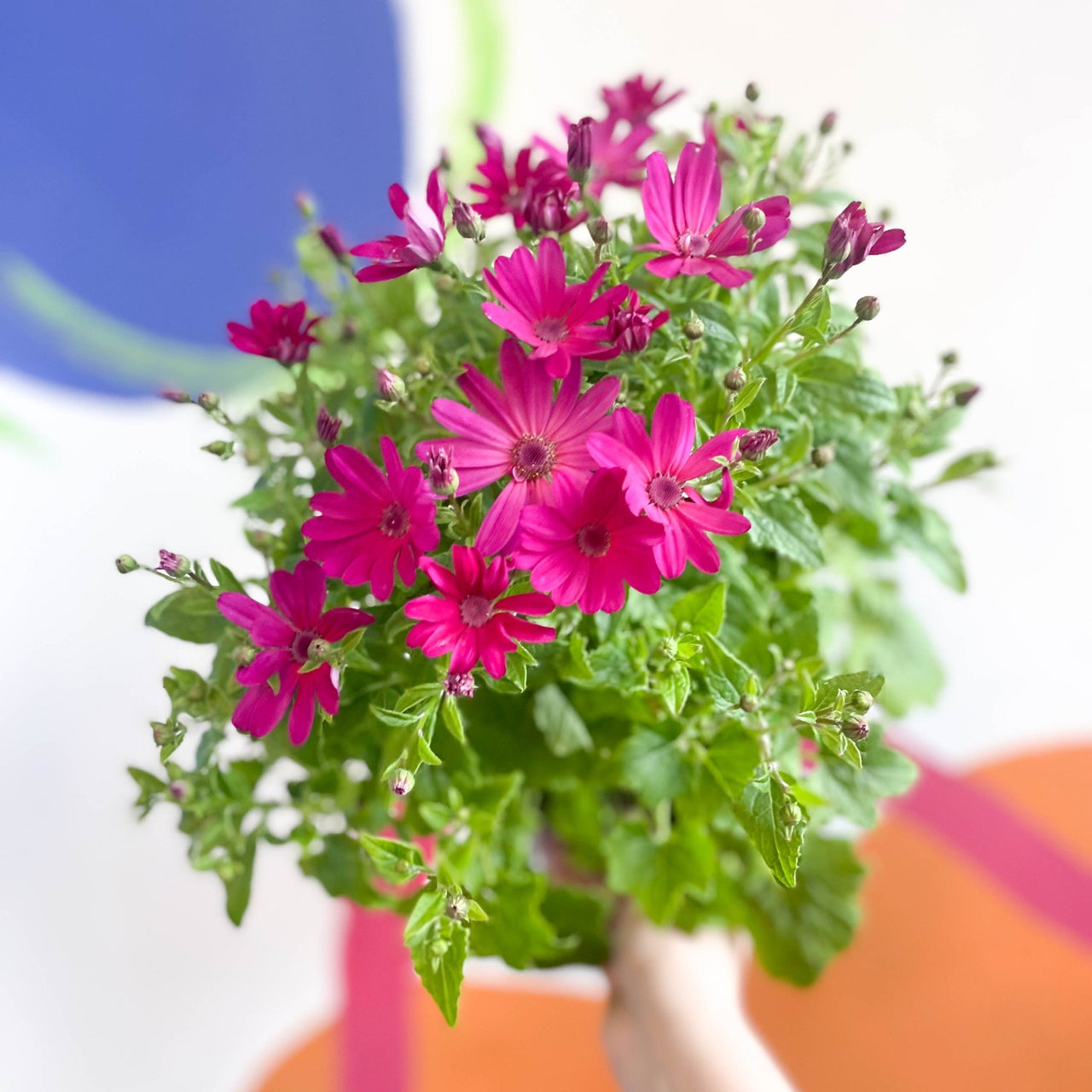 Cineraria - Senetti 'Red' Suntory Collection - British Grown – Sprouts ...