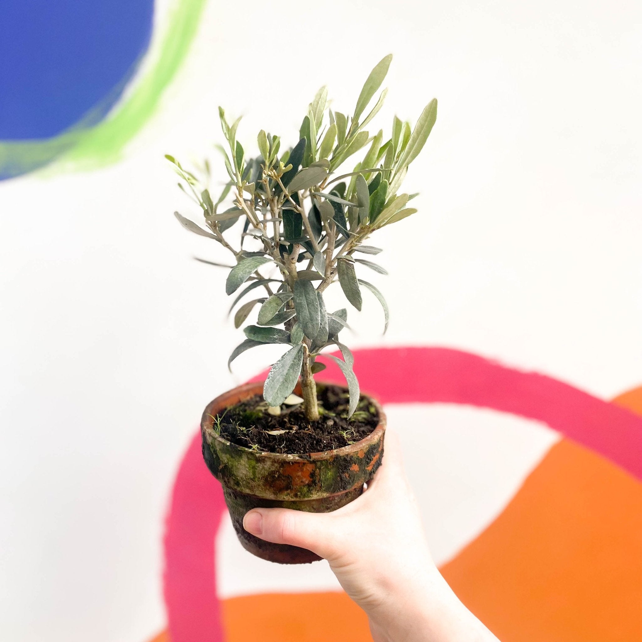 Common Olive - Olea europaea – Sprouts of Bristol