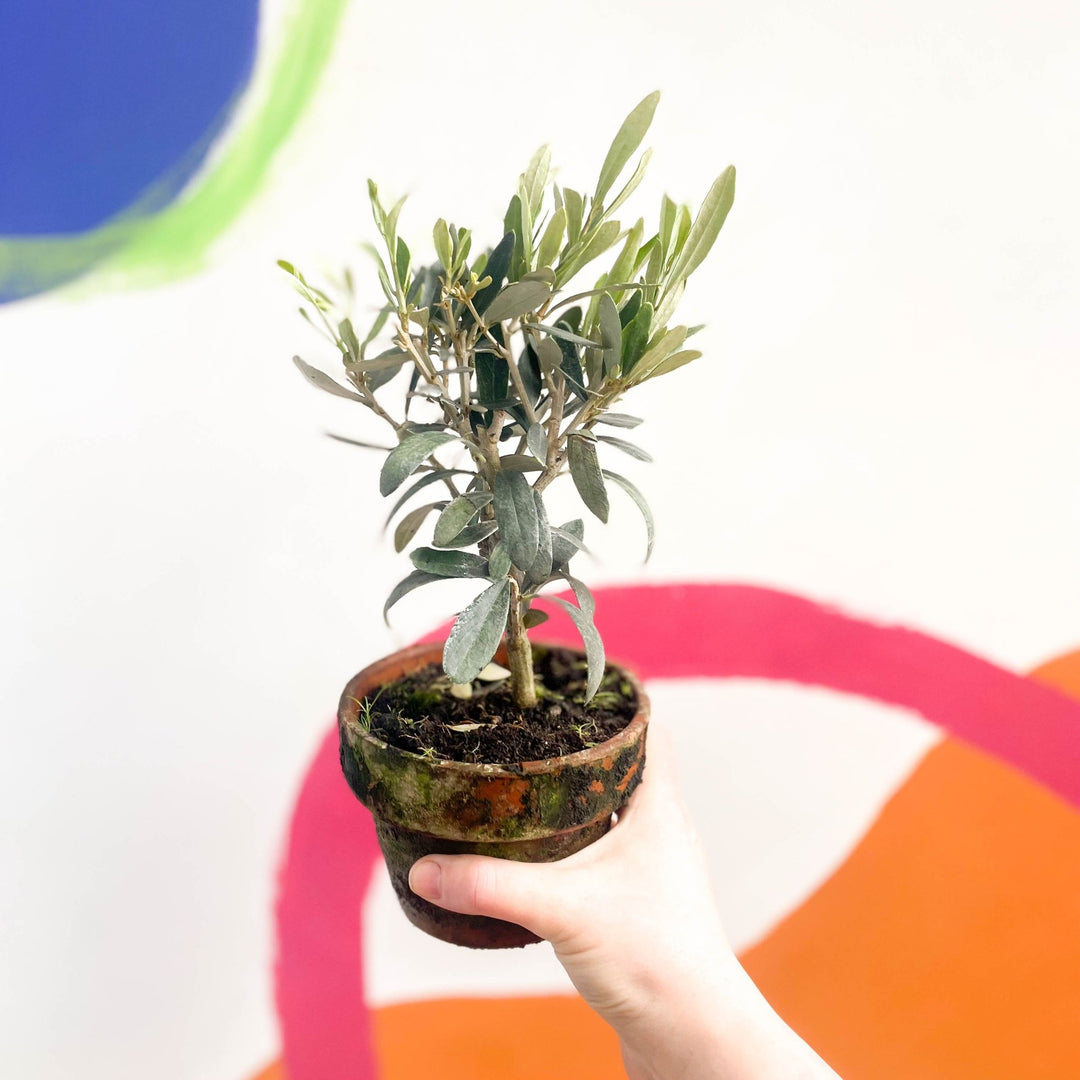 Common Olive - Olea europaea – Sprouts of Bristol