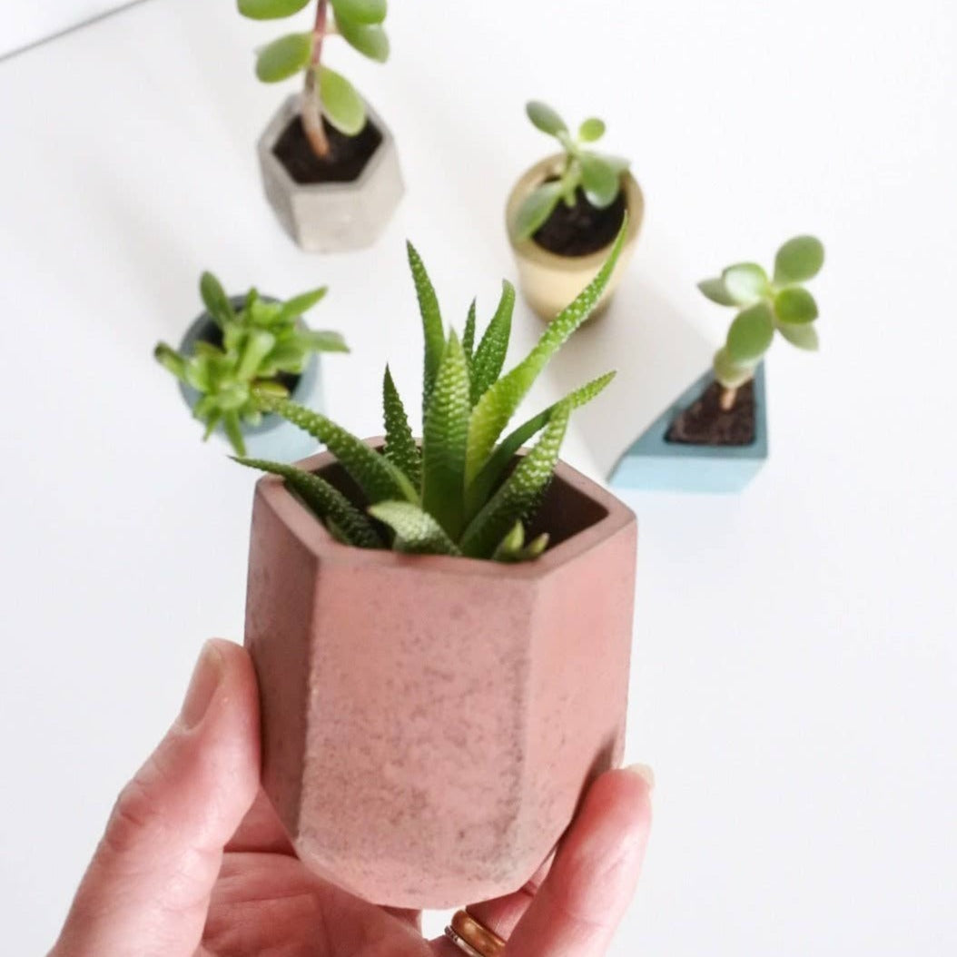 Pink Concrete Mini Hexagonal Vessel - Ex-display – Sprouts of Bristol