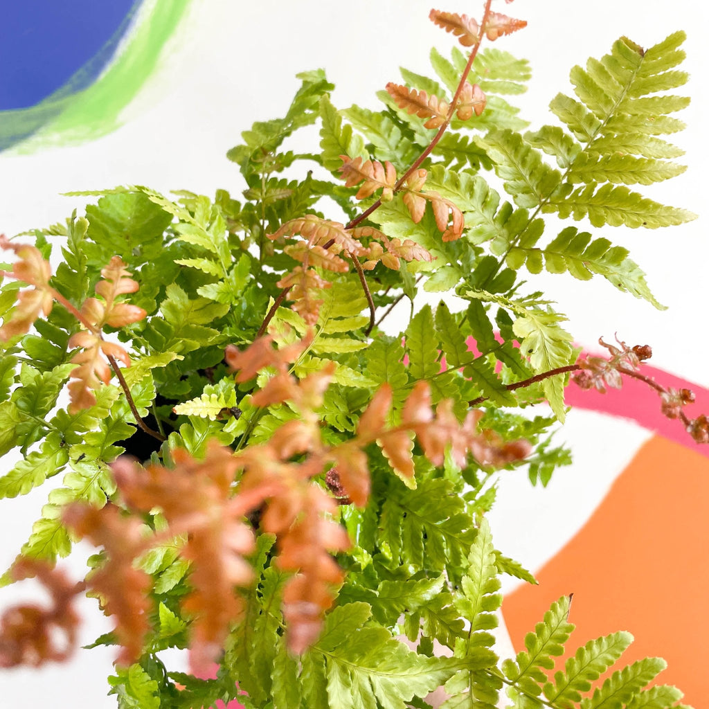 Copper Sheild Fern - Dryopteris erythrosora - British Grown - Hardy Se ...