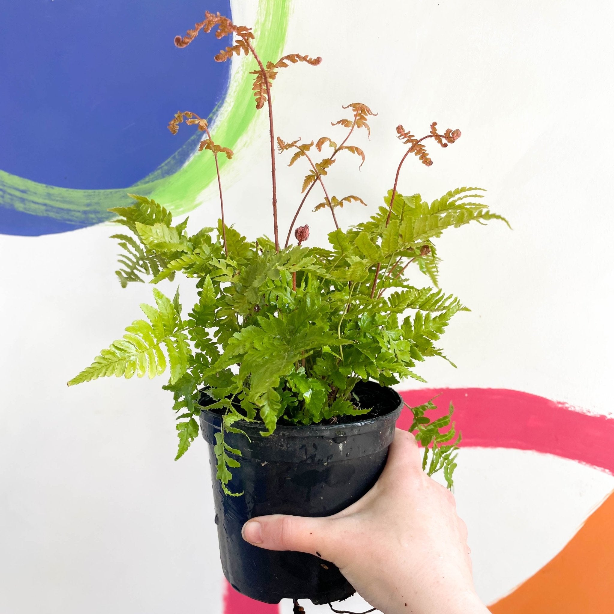 Copper Sheild Fern - Dryopteris erythrosora - British Grown - Hardy Se ...