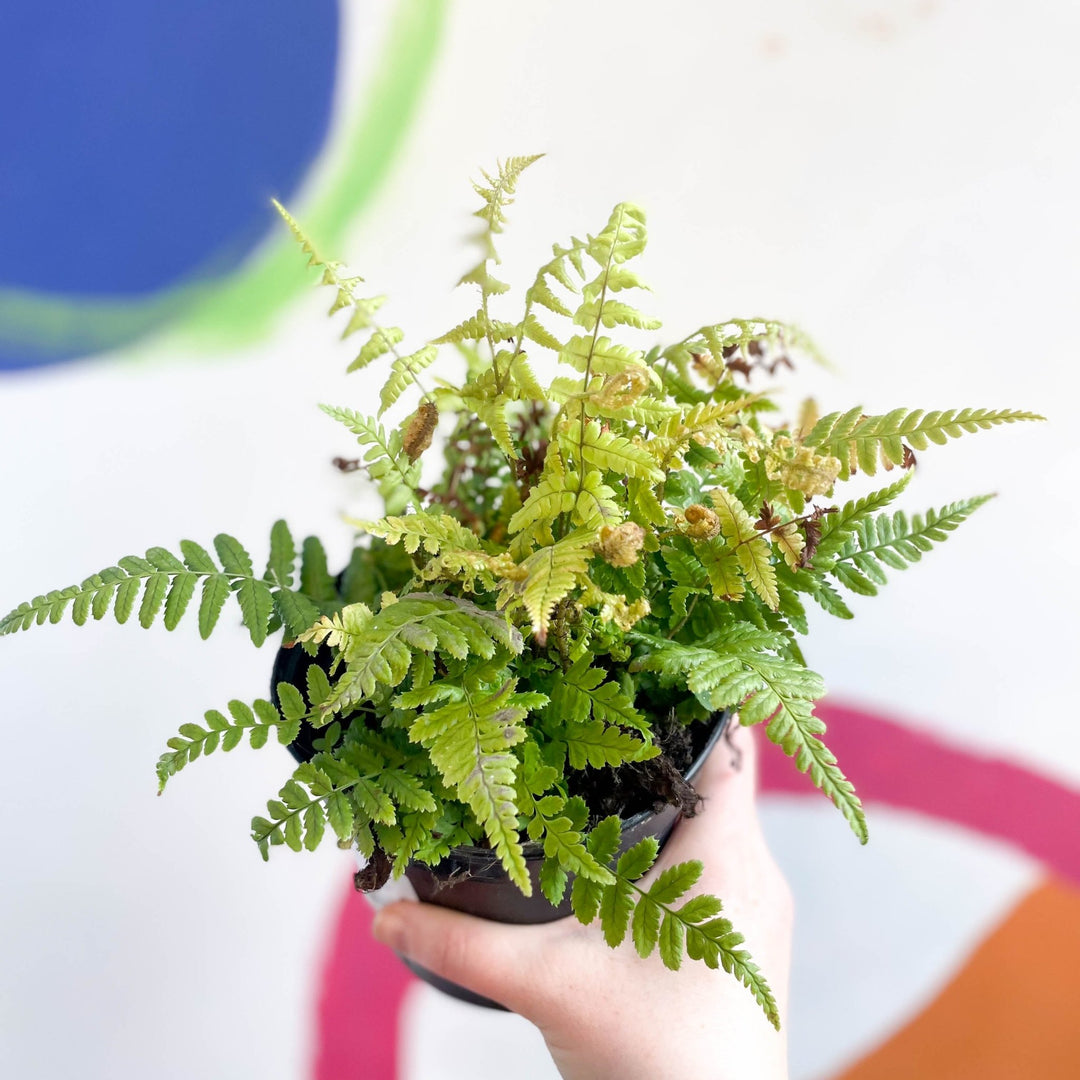 Copper Shield Fern - Dryopteris wallichiana 'Jurassic Gold' - British ...