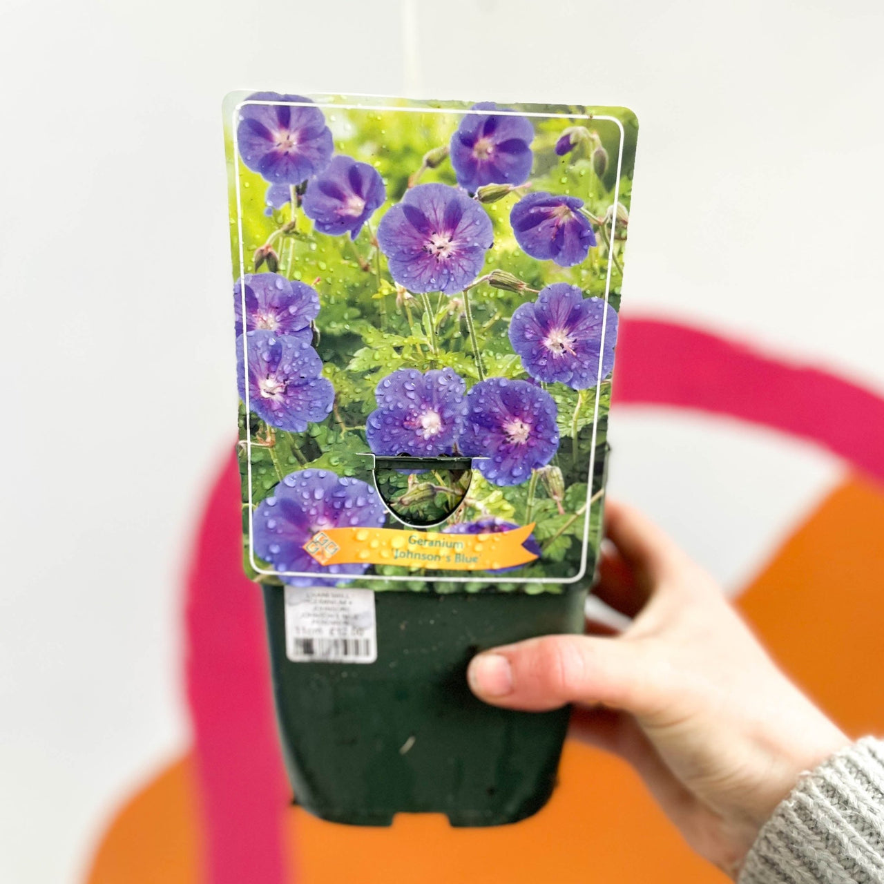 Cranesbill - Geranium × johnsonii 'Johnson's Blue' - Perennial ...