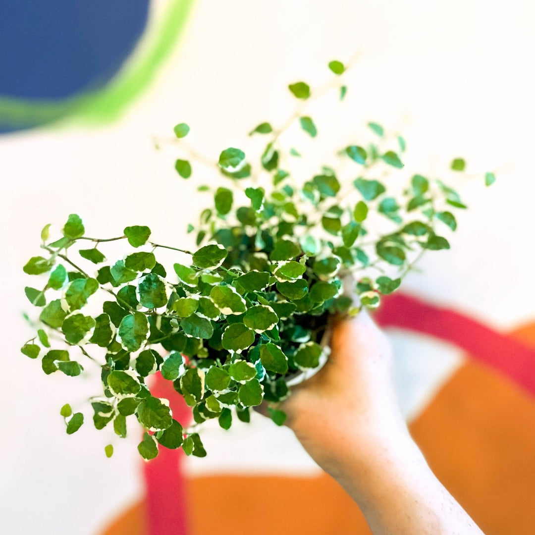 Ficus pumila 'White Sunny' - Creeping Fig – Sprouts of Bristol