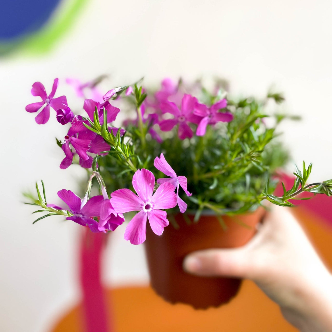 Creeping Phlox - Phlox subulata 'Drummond Pink' - British Grown Evergr ...