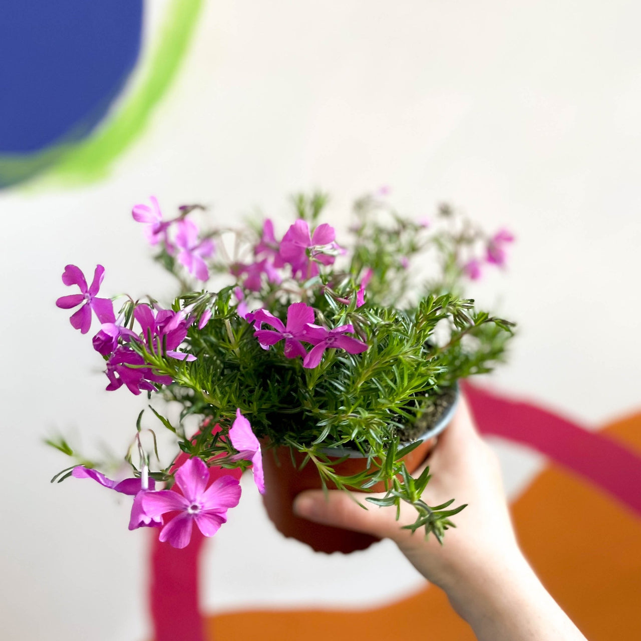 Creeping Phlox - Phlox subulata 'Drummond Pink' - British Grown Evergr ...