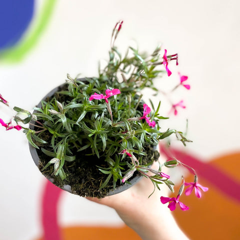 Creeping Phlox - Phlox subulata 'Scarlet Flame' - British Grown Evergr ...