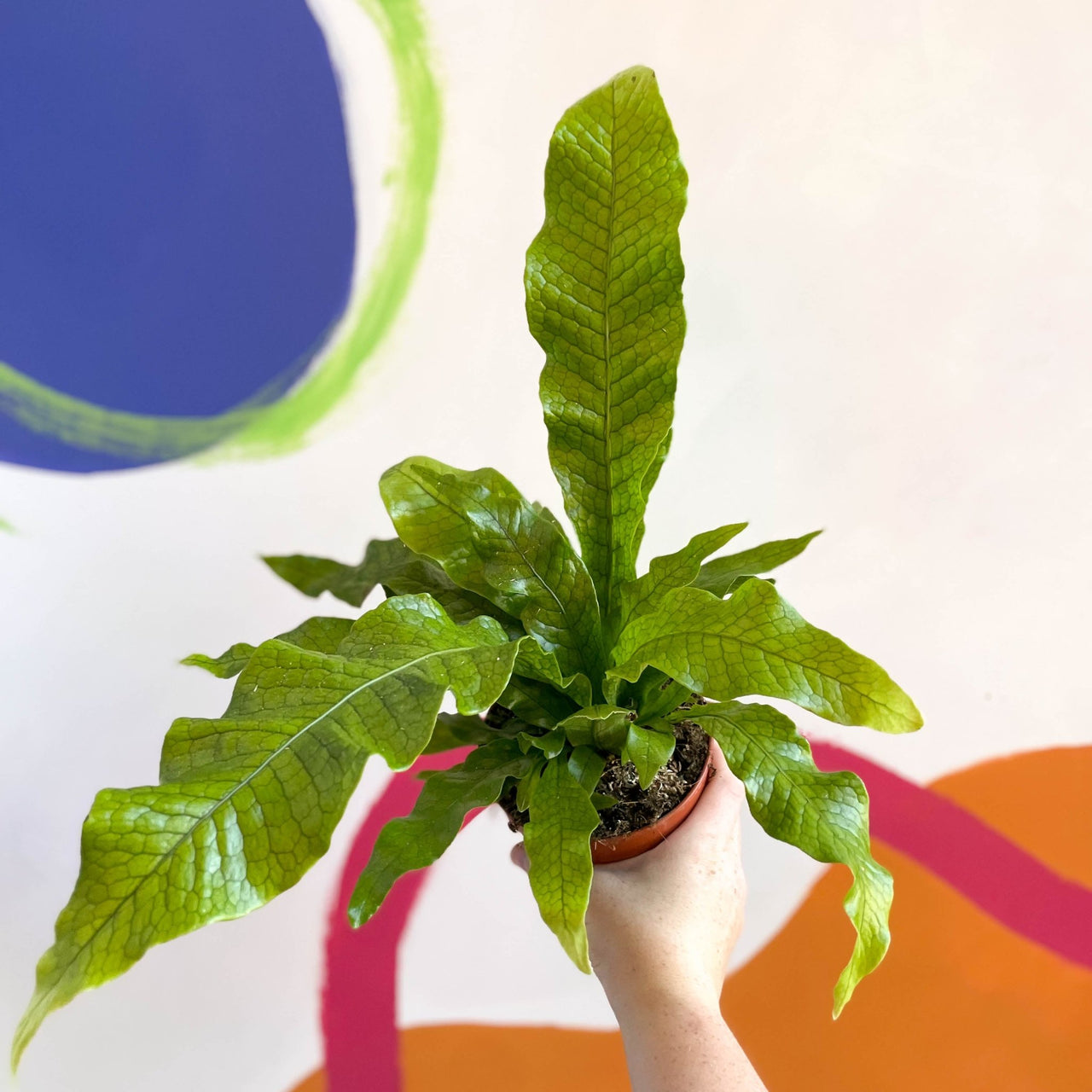 Microsorum musifolium 'Crocodyllus' - Crocodile Fern – Sprouts of Bristol