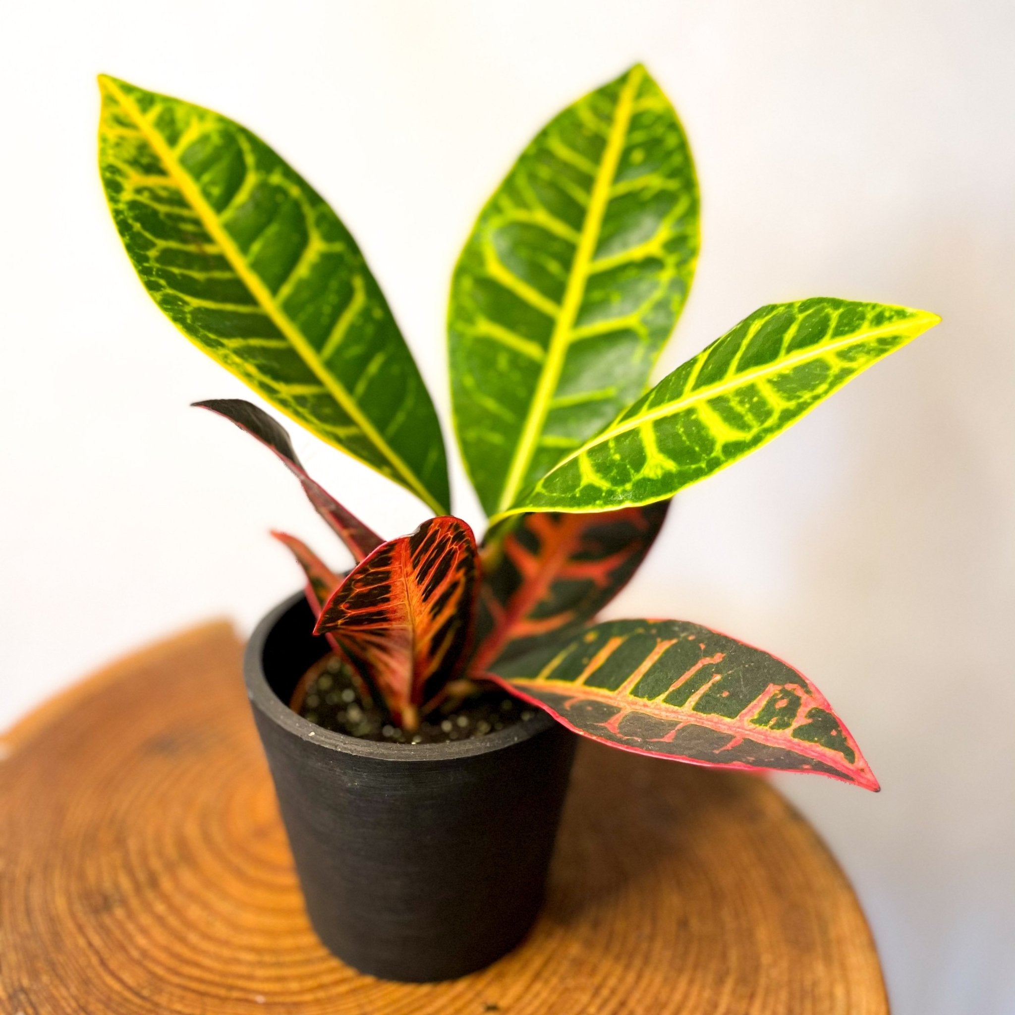 Croton 'Florida Select' – Sprouts of Bristol