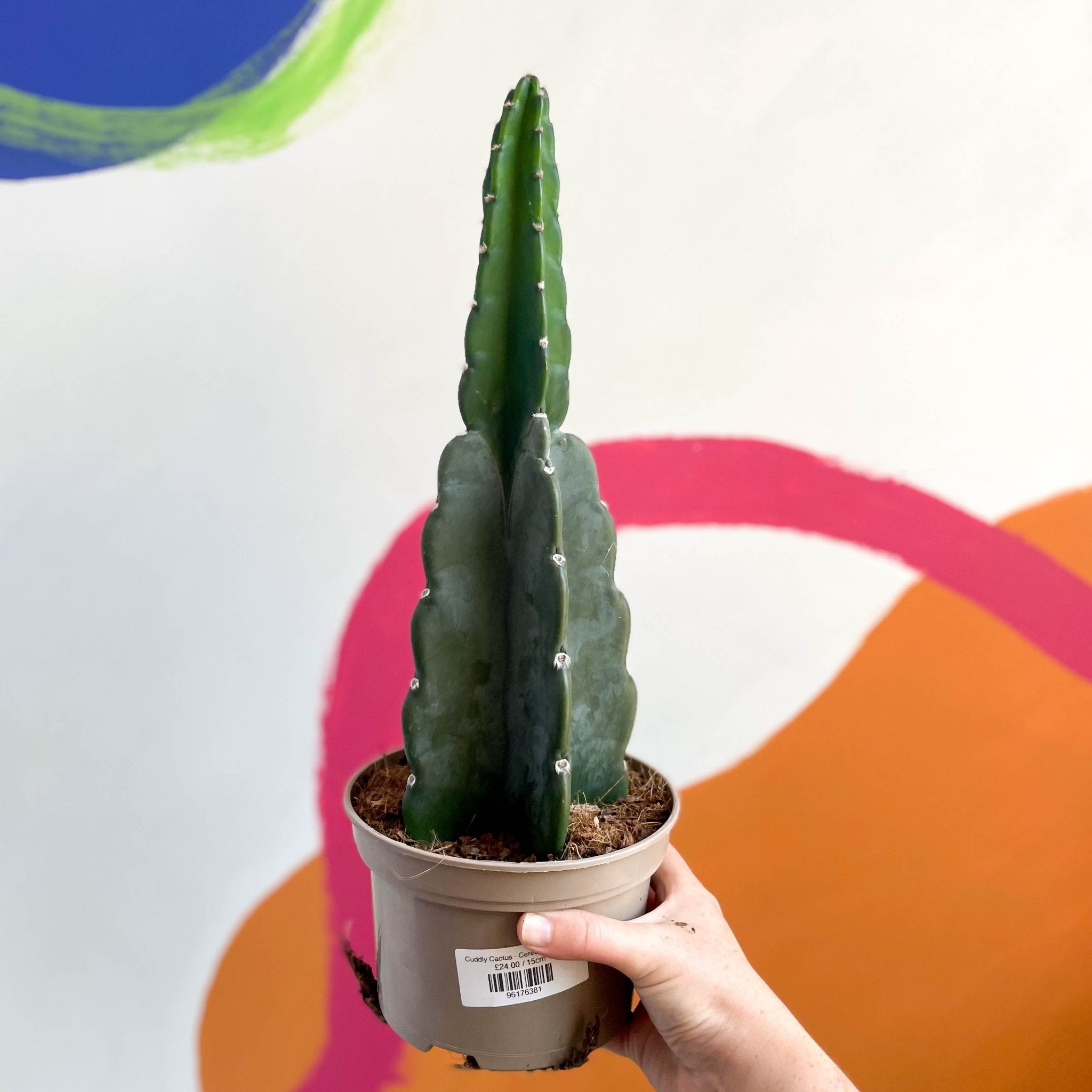 Cuddly Cactus - Cereus jamacaru – Sprouts of Bristol