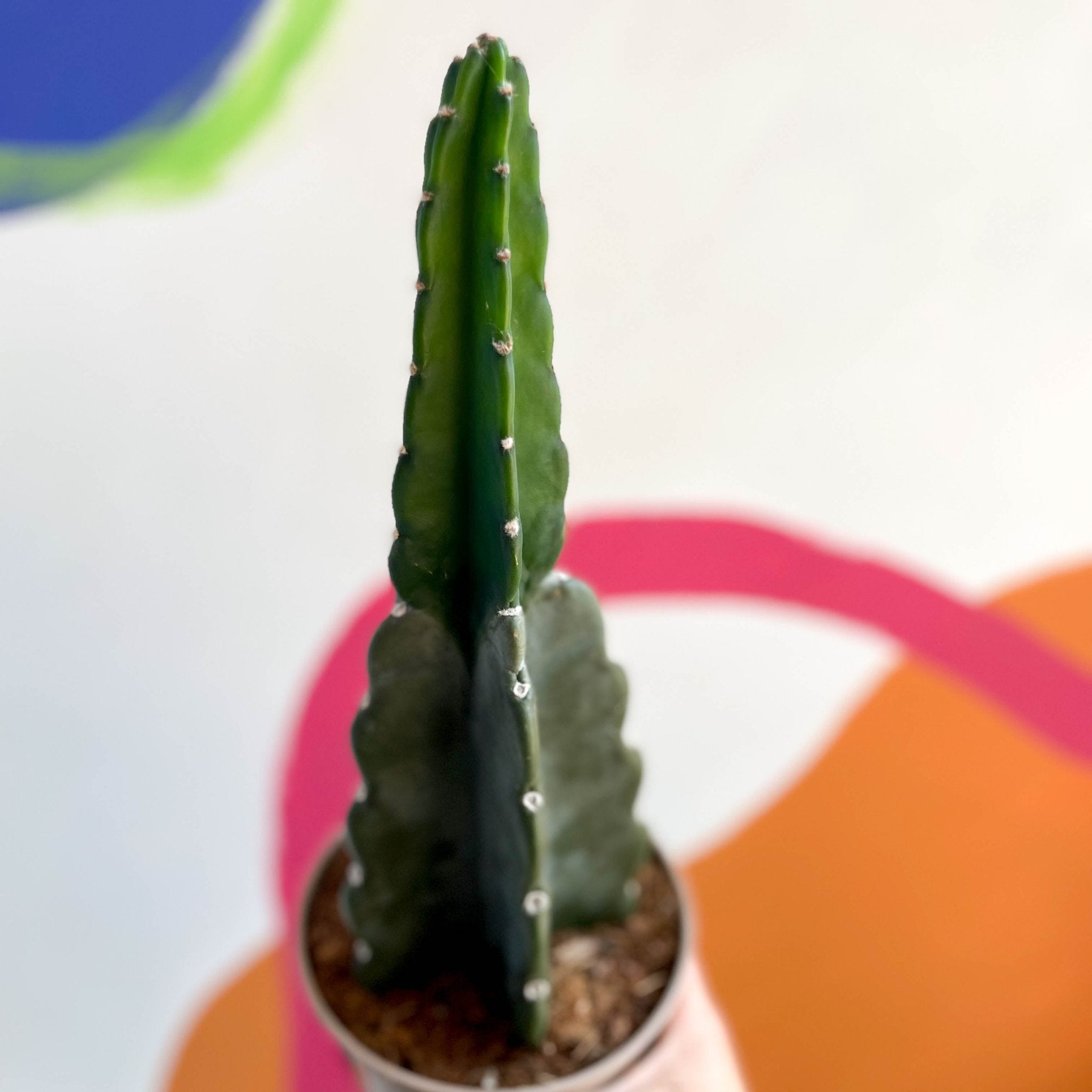 Cuddly Cactus - Cereus jamacaru – Sprouts of Bristol