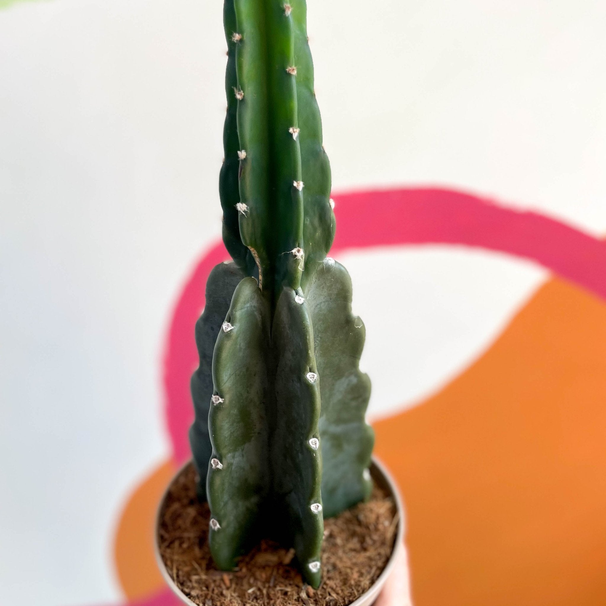 Cuddly Cactus - Cereus jamacaru – Sprouts of Bristol