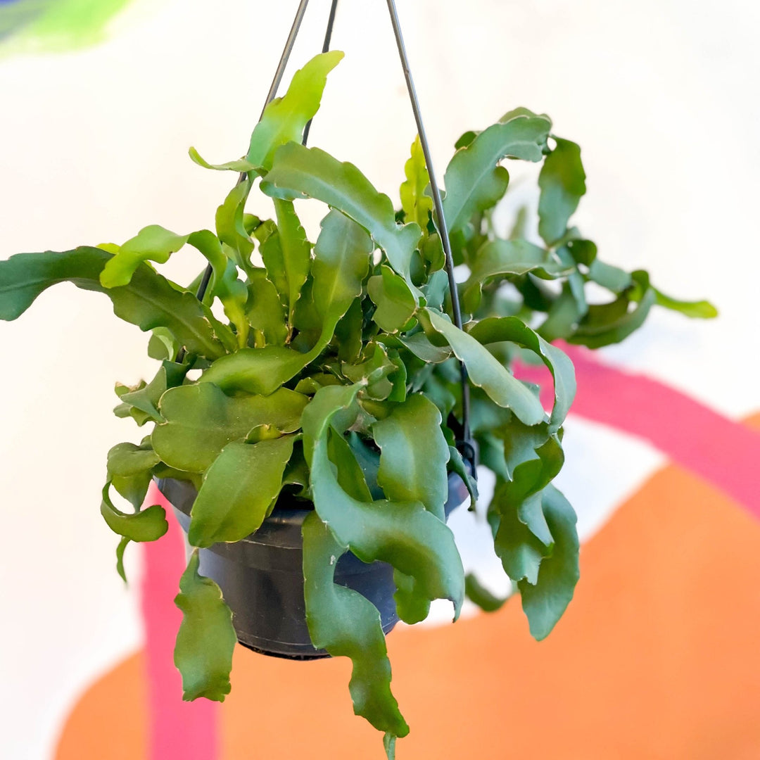 Curly Locks Orchid Cactus - Epiphyllum guatemalense monstruosa ...