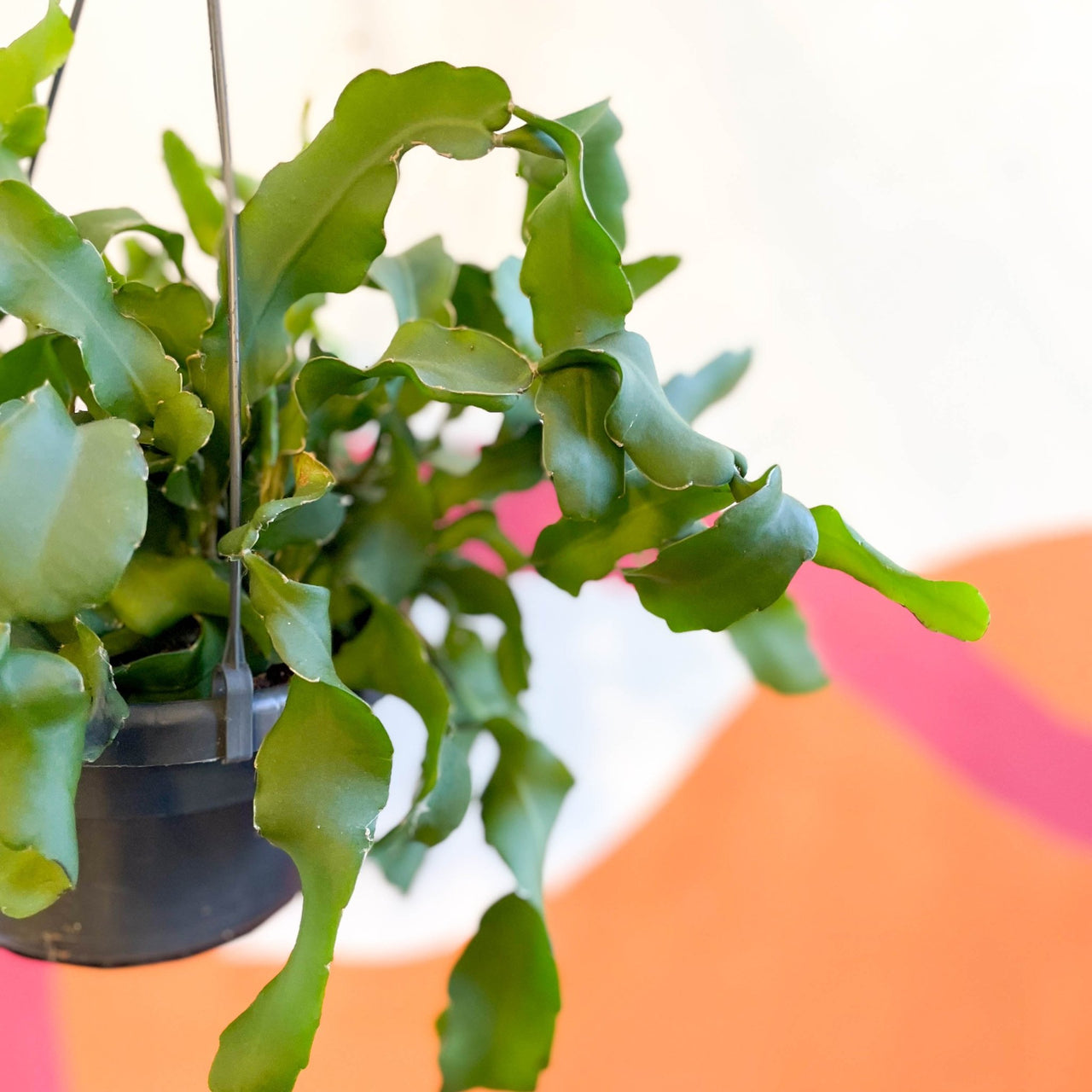 Epiphyllum guatemalense monstruosa - Curly Locks Orchid Cactus ...